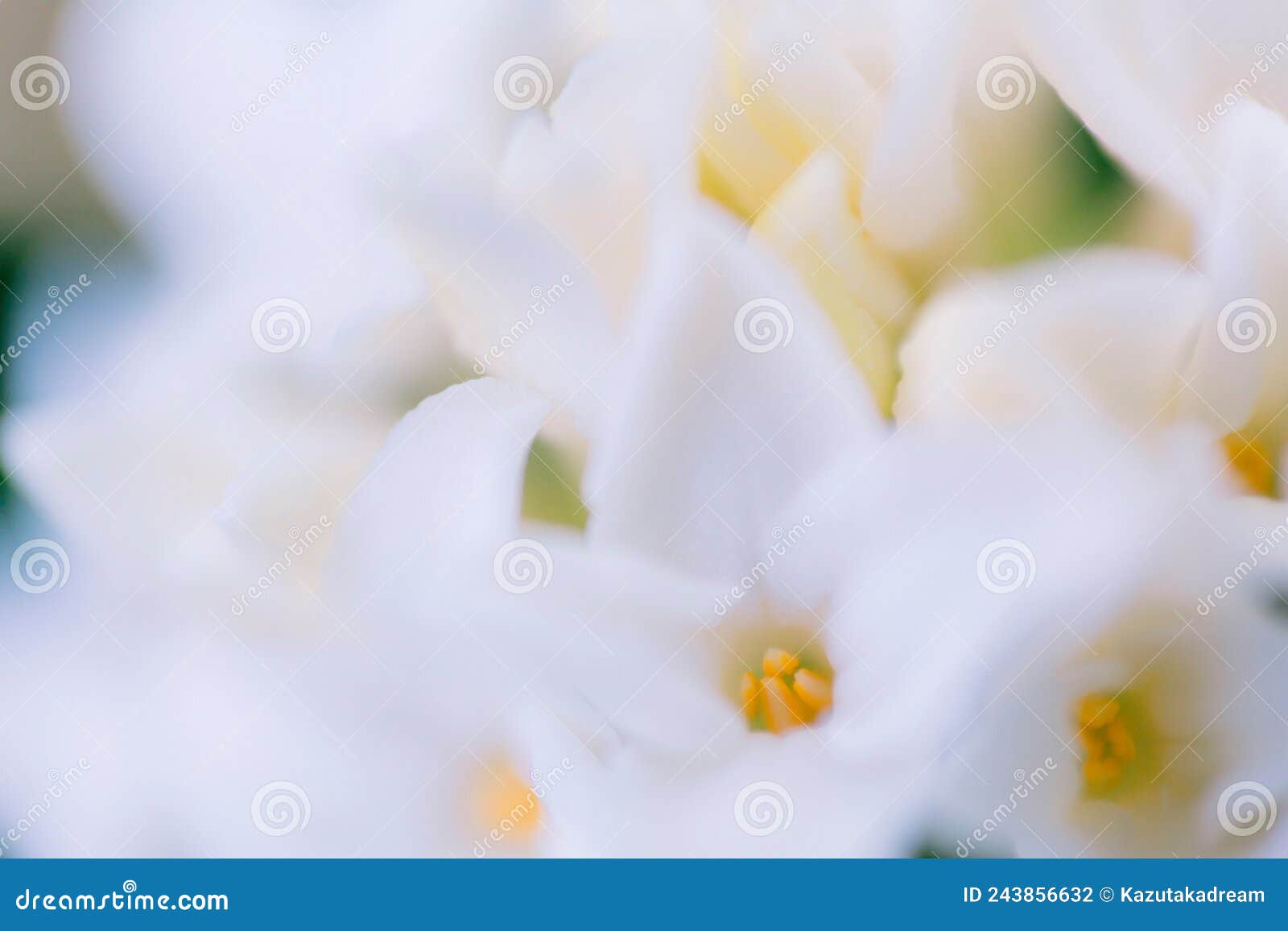 Flor Daphne Blanca Foto De Archivo Imagen De Calma 243856632