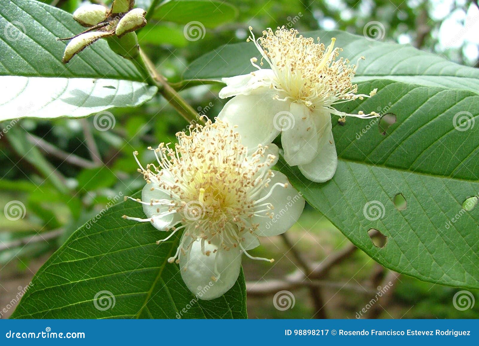 Flor das goiabas imagem de stock. Imagem de tais, frutas - 98898217