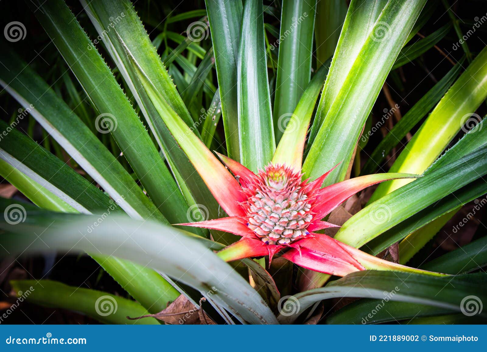Flor De Abacaxi Em Luz Natural Foto de Stock - Imagem de flor, flora ...