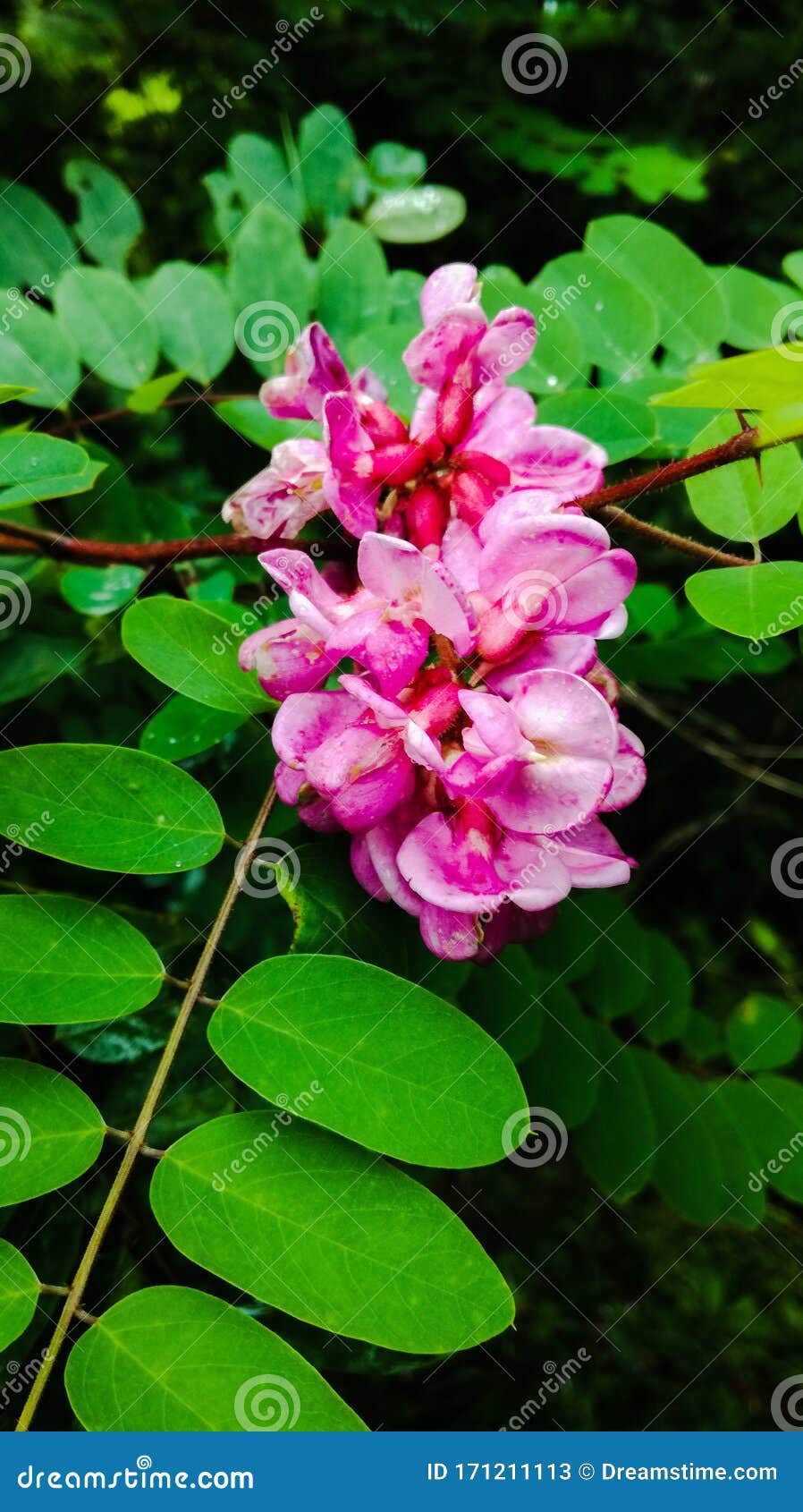 Flor de acacia rosa imagen de archivo. Imagen de rosa - 171211113