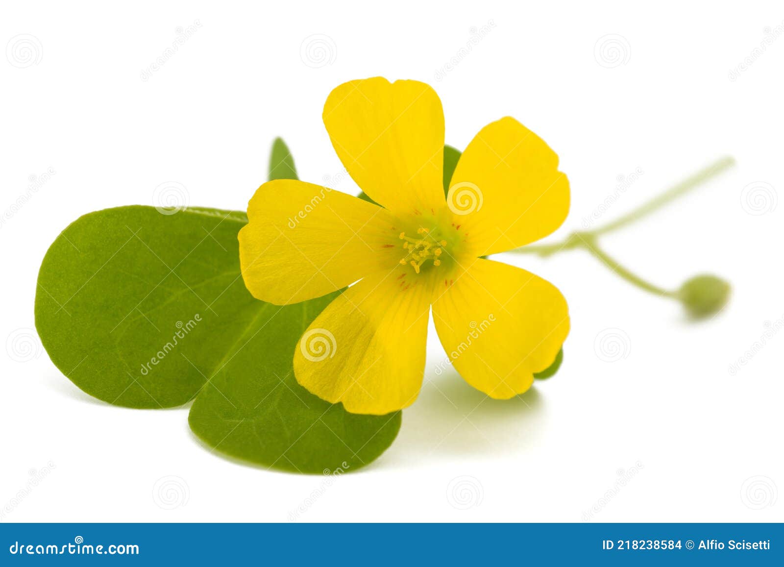 Flor De Acedera De Madera Amarilla Foto de archivo - Imagen de salvaje ...