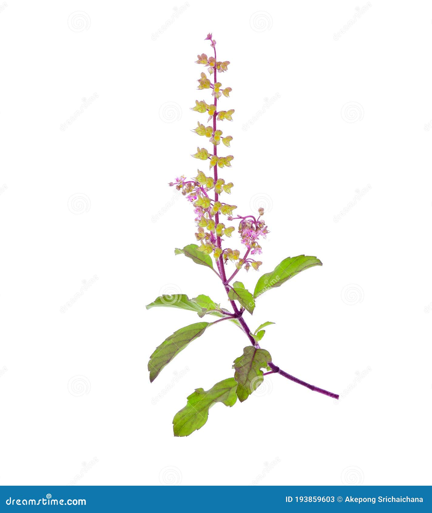 Flor De Albahaca Aislada En Fondo Blanco Imagen de archivo - Imagen de ...