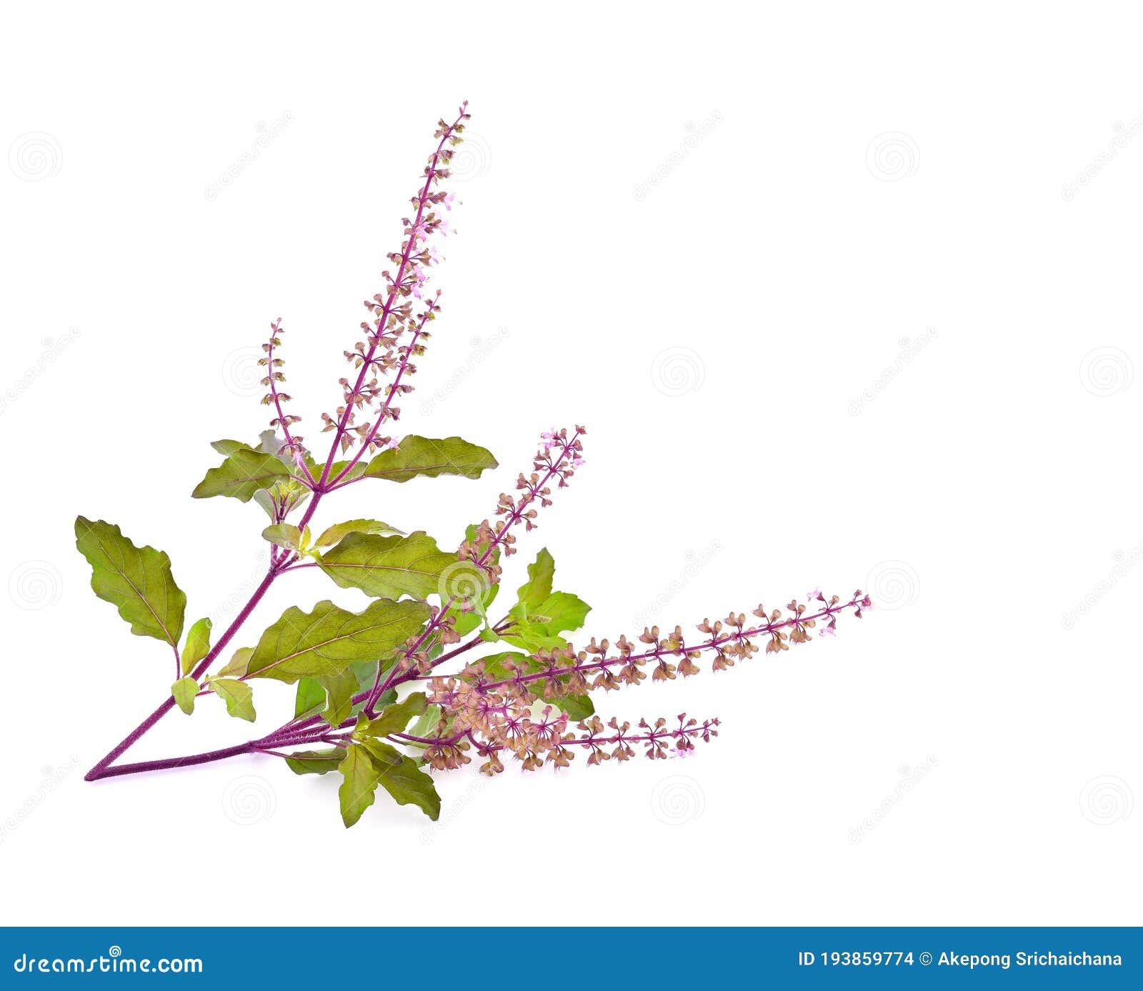 Flor De Albahaca Aislada En Fondo Blanco Foto de archivo - Imagen de ...