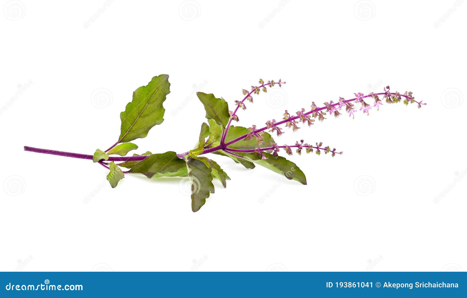 Flor De Albahaca Aislada En Fondo Blanco Imagen de archivo - Imagen de ...
