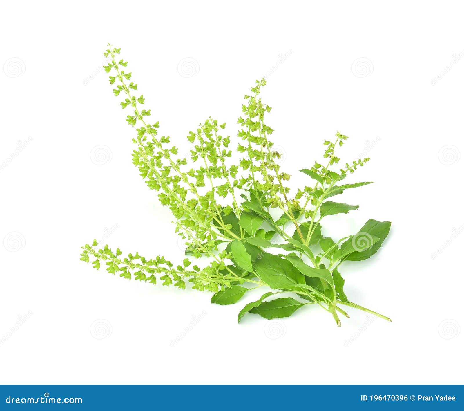 Flor De Albahaca Aislada En Fondo Blanco Foto de archivo - Imagen de ...