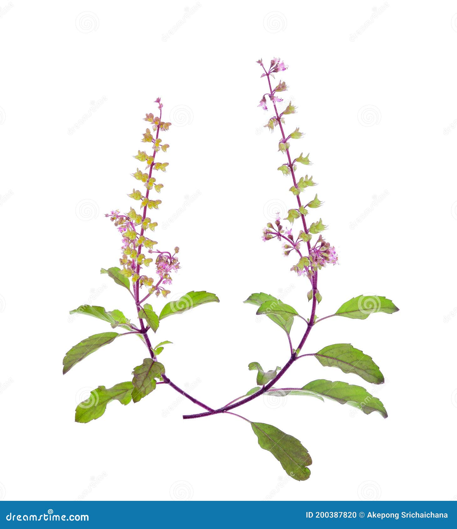 Flor De Albahaca Aislada En Fondo Blanco Foto de archivo - Imagen de ...