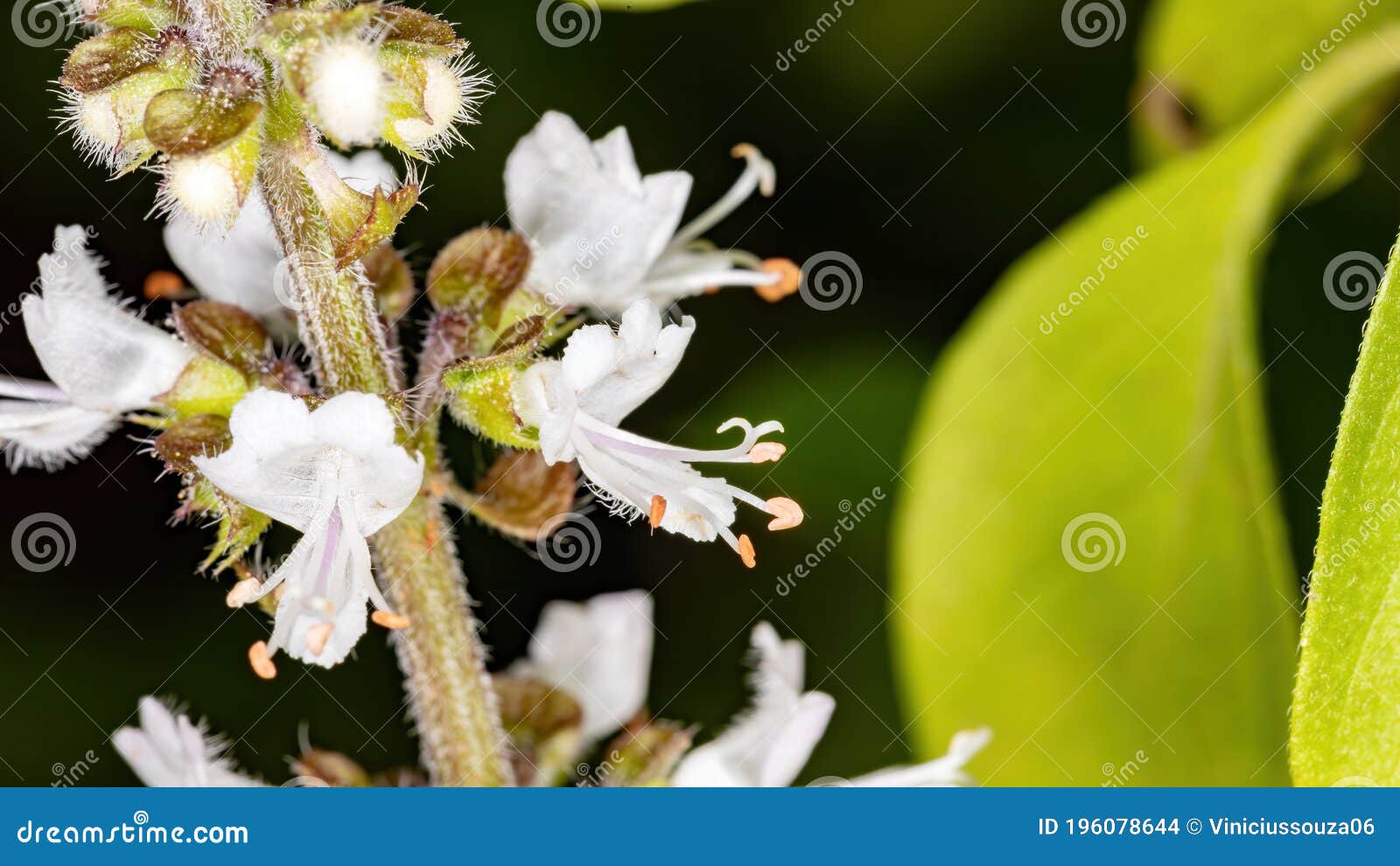 Flor de albahaca dulce foto de archivo. Imagen de fondo - 196078644