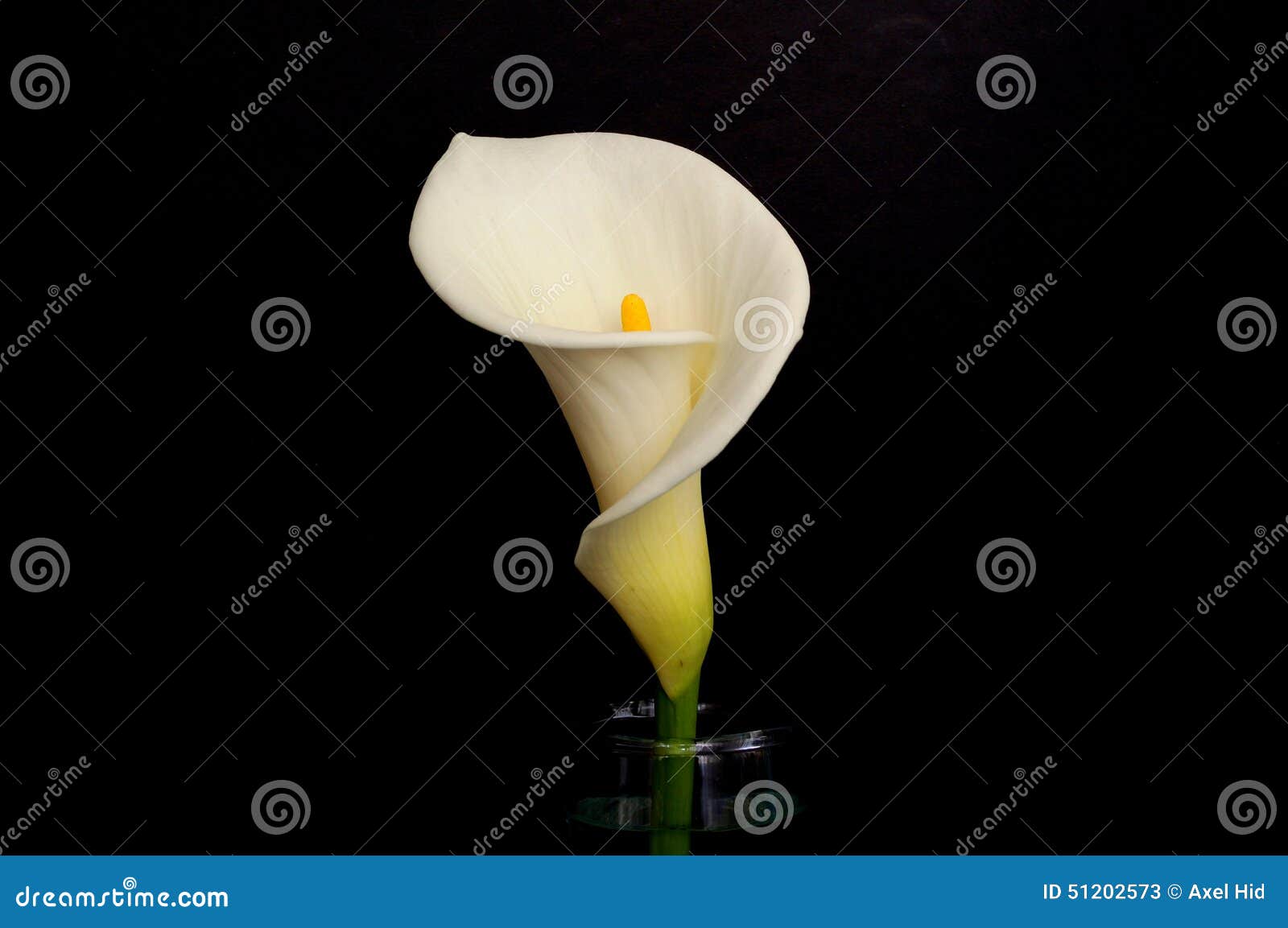 Flor de Alcatraz imagen de archivo. Imagen de amarillo - 51202573