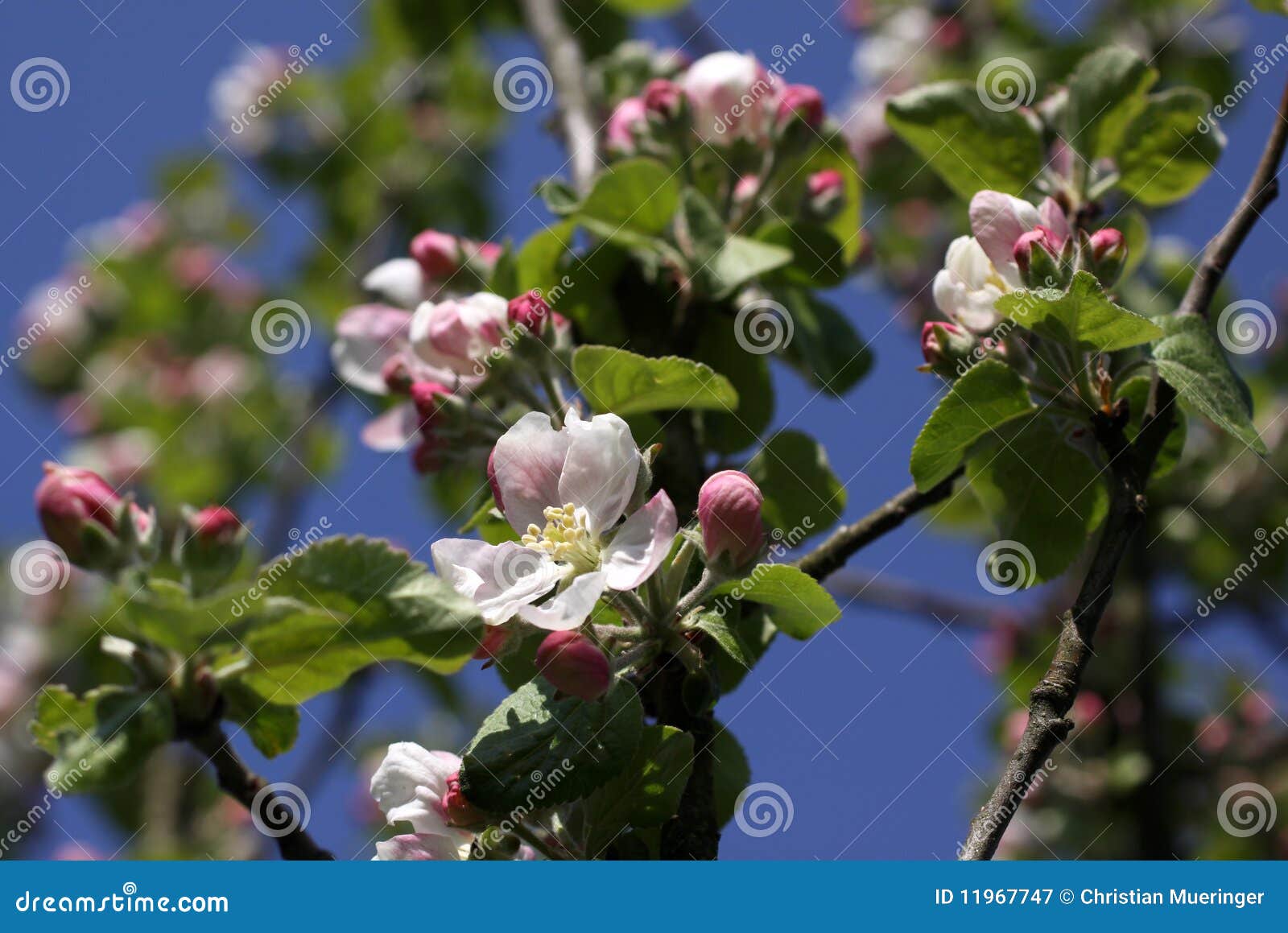 Flor de Apple imagen de archivo. Imagen de belleza, agricultura - 11967747