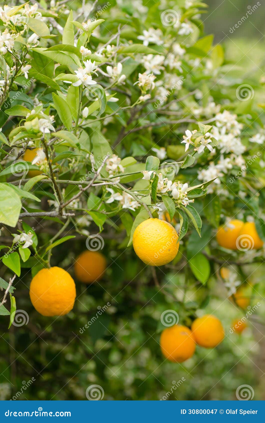 Flor de Azahar imagen de archivo. Imagen de agricultura - 30800047