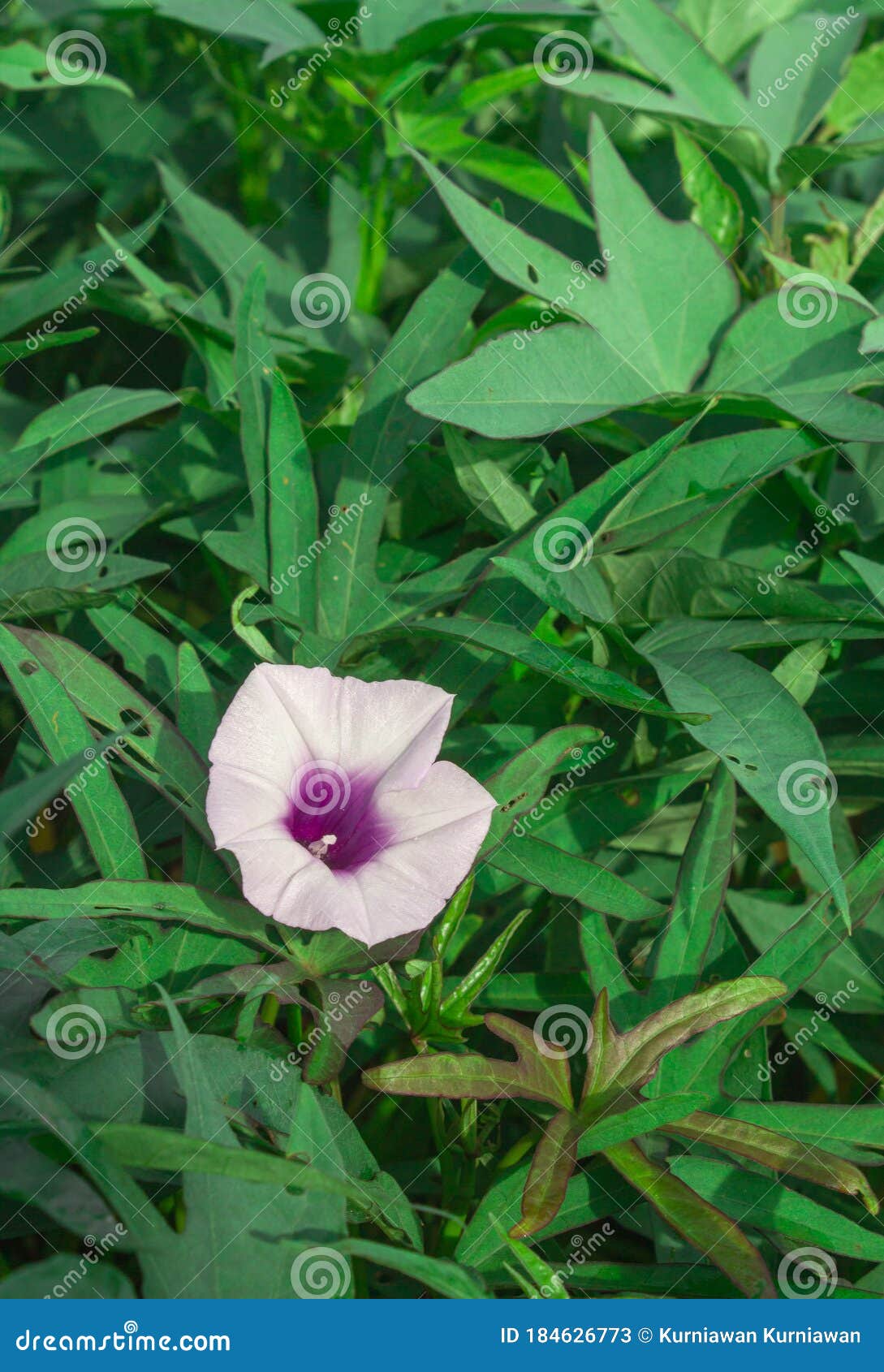 Flor de batata imagen de archivo. Imagen de arbusto - 184626773