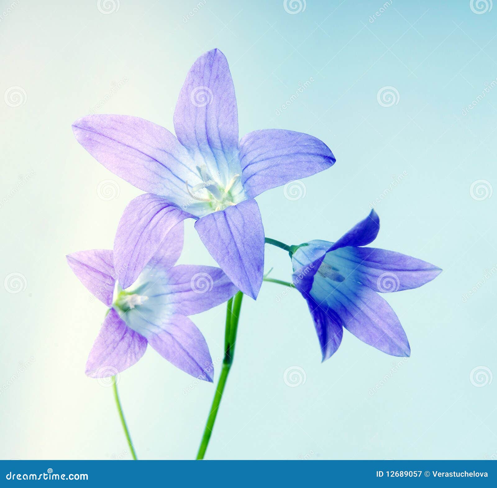 Flor de Bell en azul imagen de archivo. Imagen de florista - 12689057