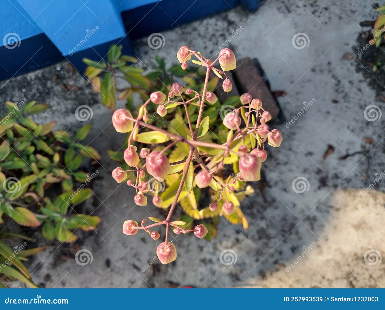 Flor De Bryophyllum Pinnatum Pathorkuchi Imagem de Stock - Imagem de ...