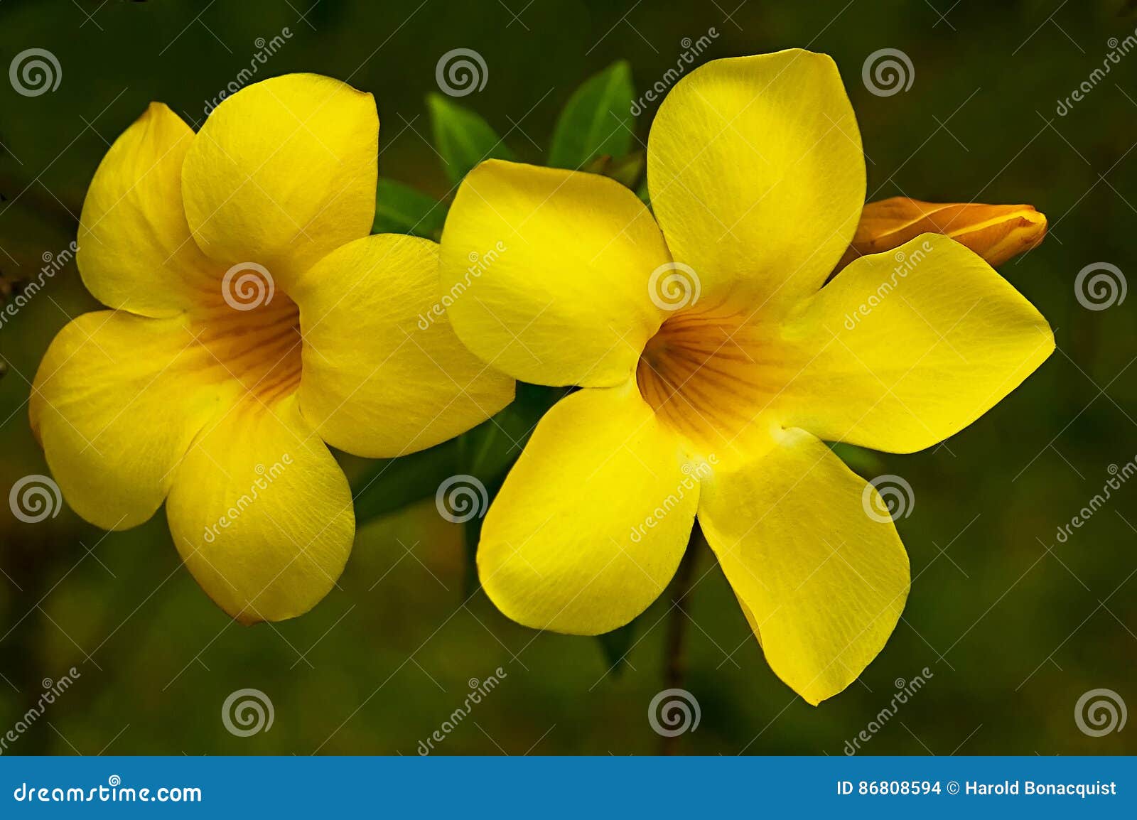 Flor de campana amarilla foto de archivo. Imagen de flora - 86808594