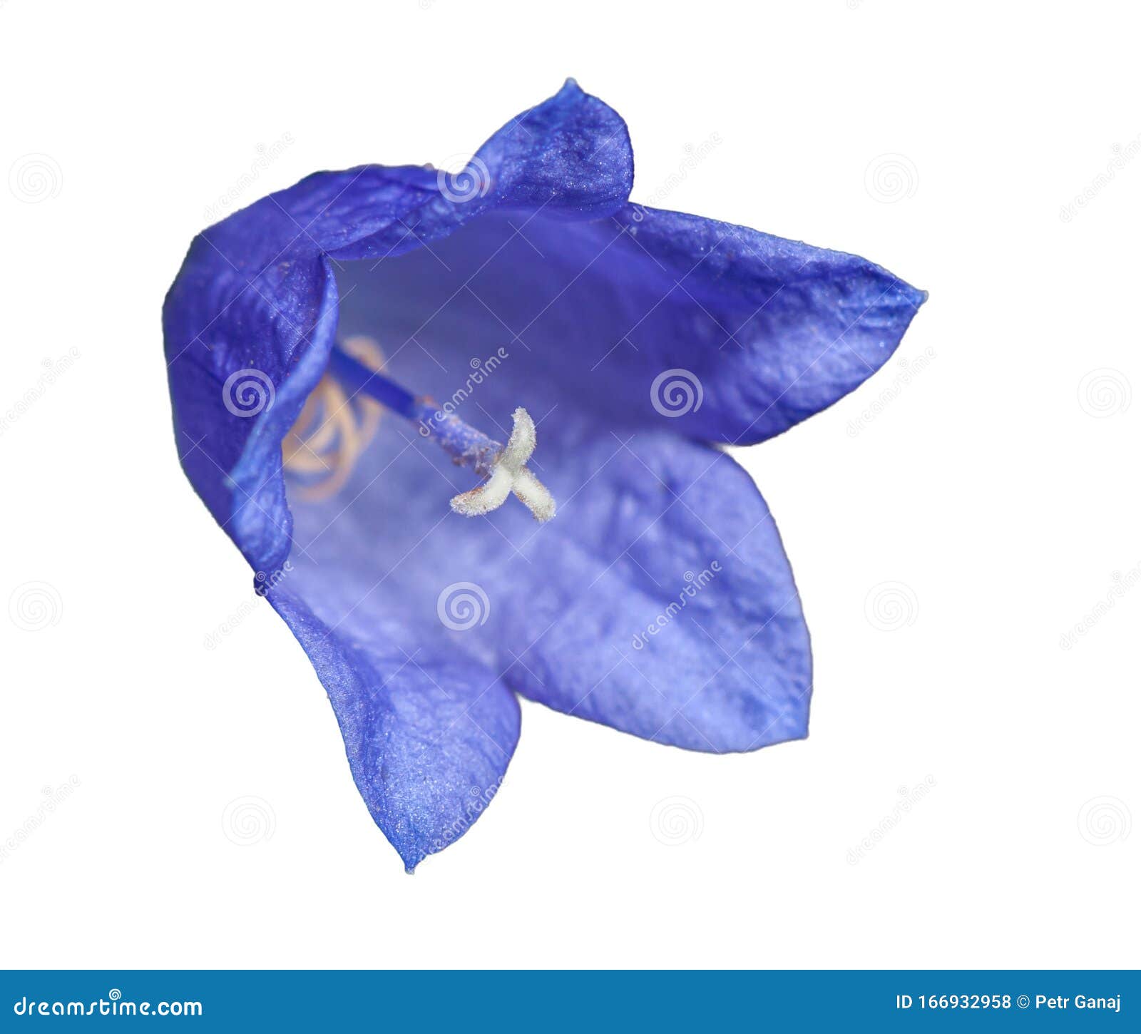 Flor De Campana Azul Aislada Foto de archivo - Imagen de extracto ...