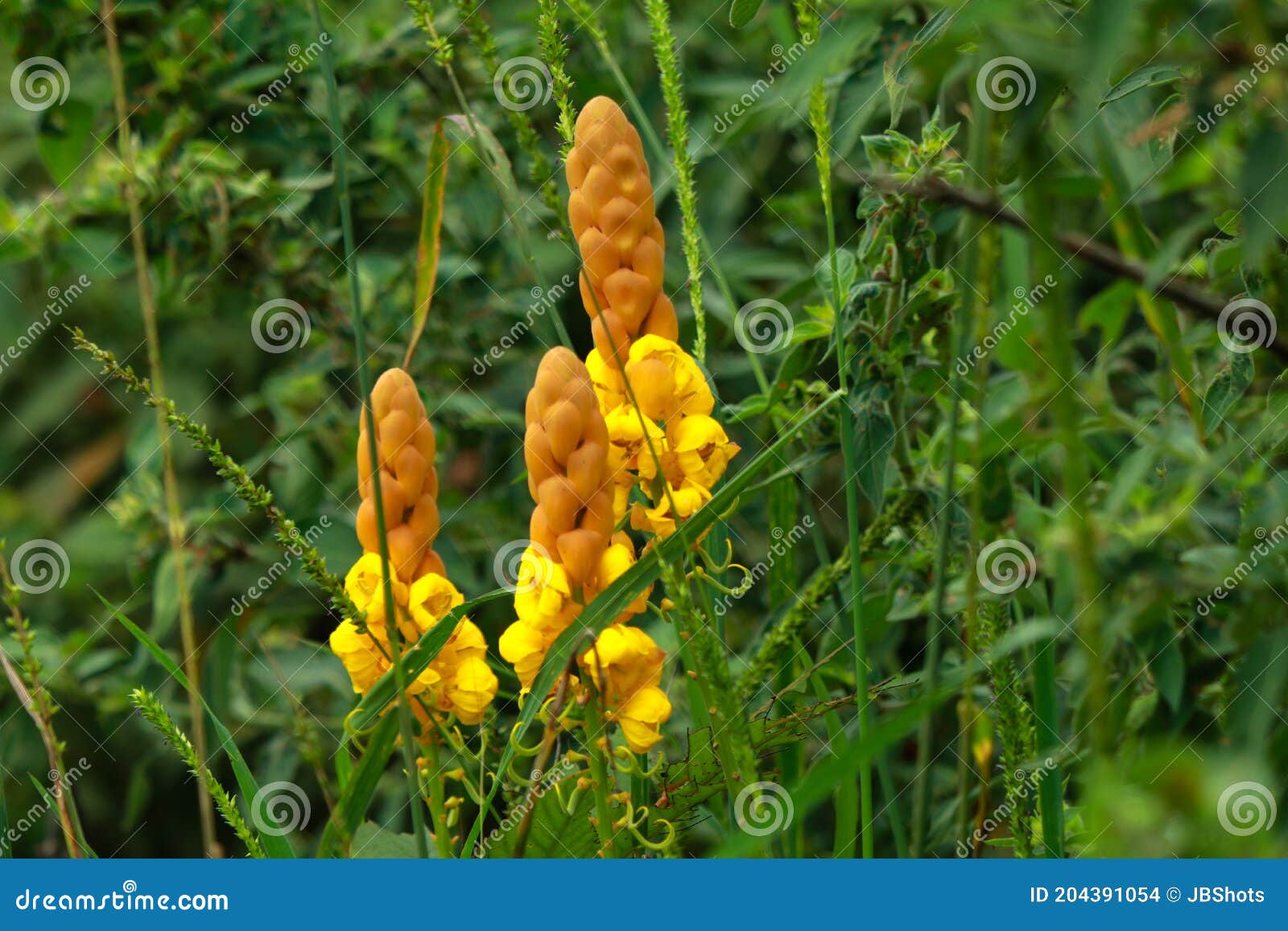 Flor De Candela Ou Senna Senna Alata Foto de Stock - Imagem de ...