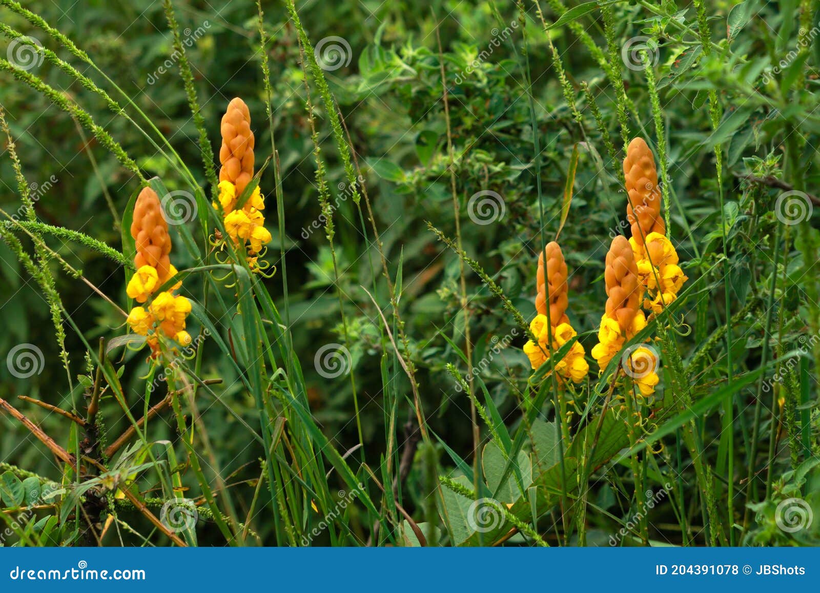 Flor De Candela Ou Senna Senna Alata Foto de Stock - Imagem de invasivo ...