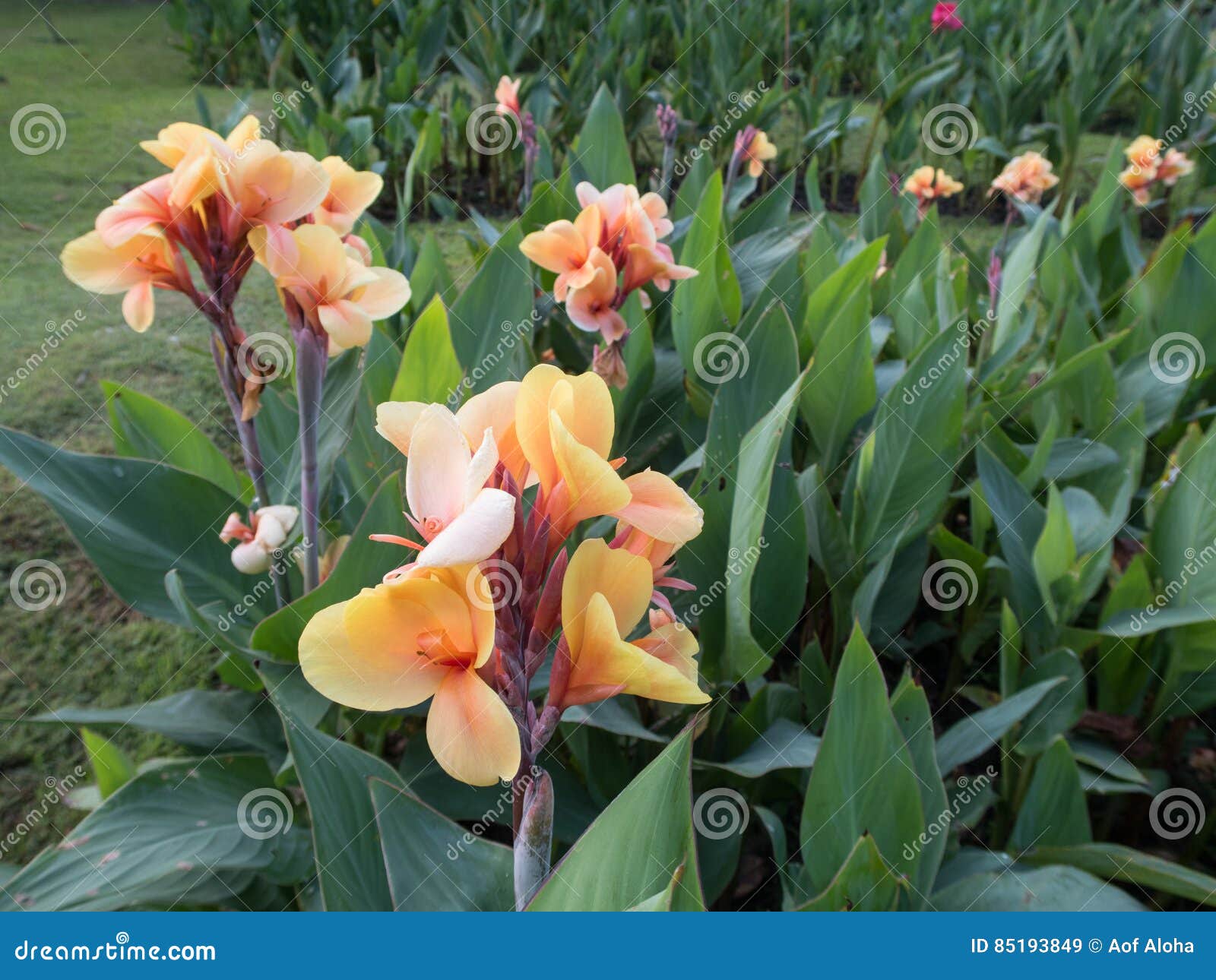 Flor de Canna indica imagem de stock. Imagem de lilly - 85193849