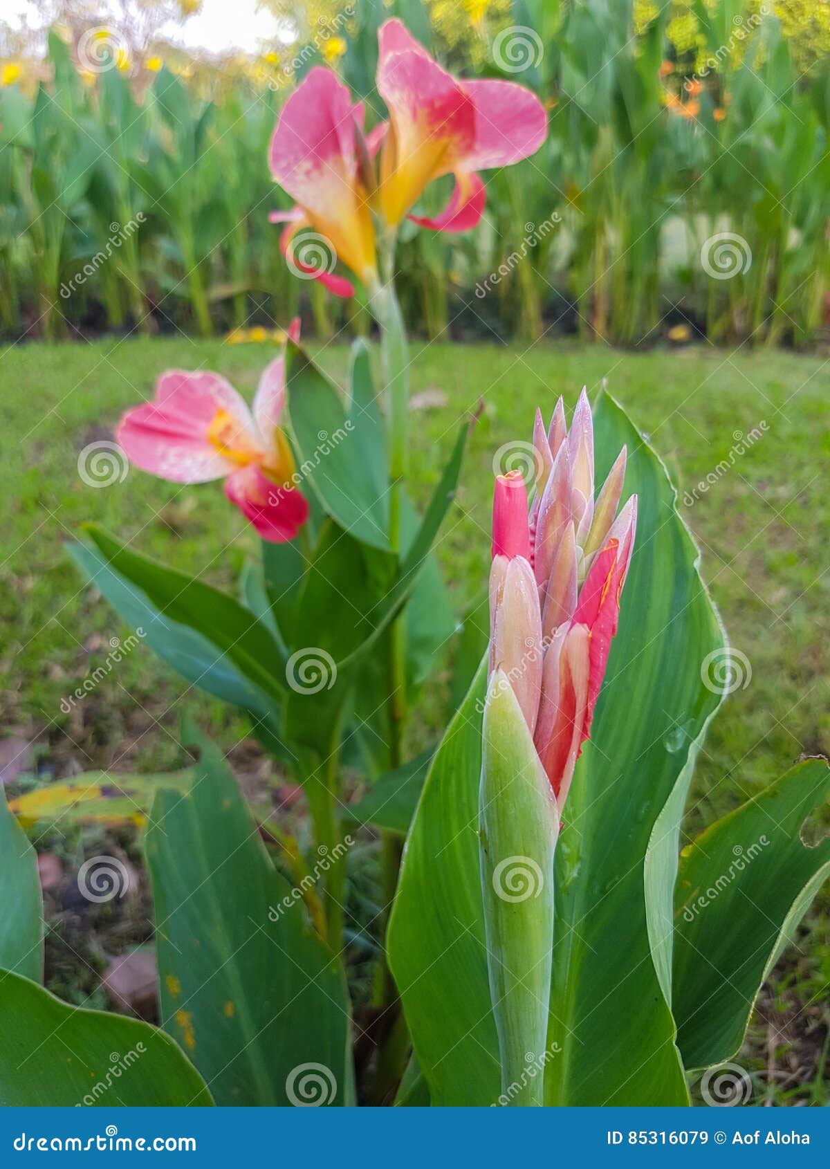 Flor de Canna indica imagem de stock. Imagem de daylight - 85316079