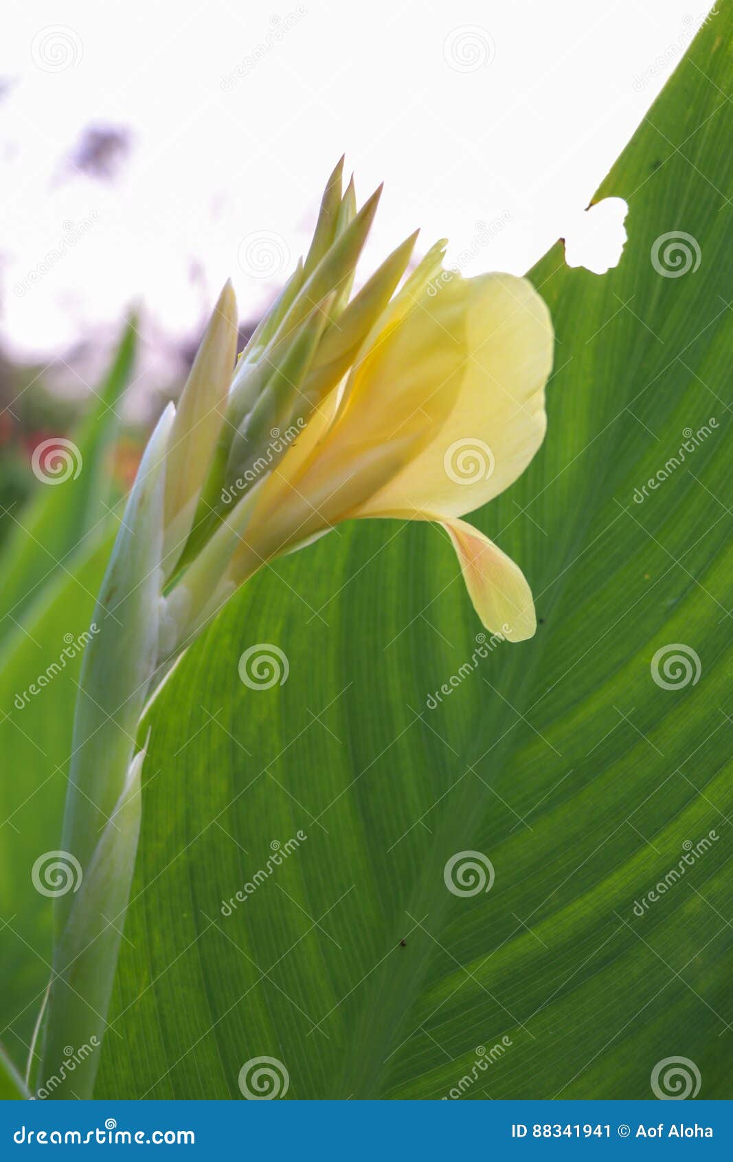 Flor de Canna indica imagen de archivo. Imagen de floral - 88341941