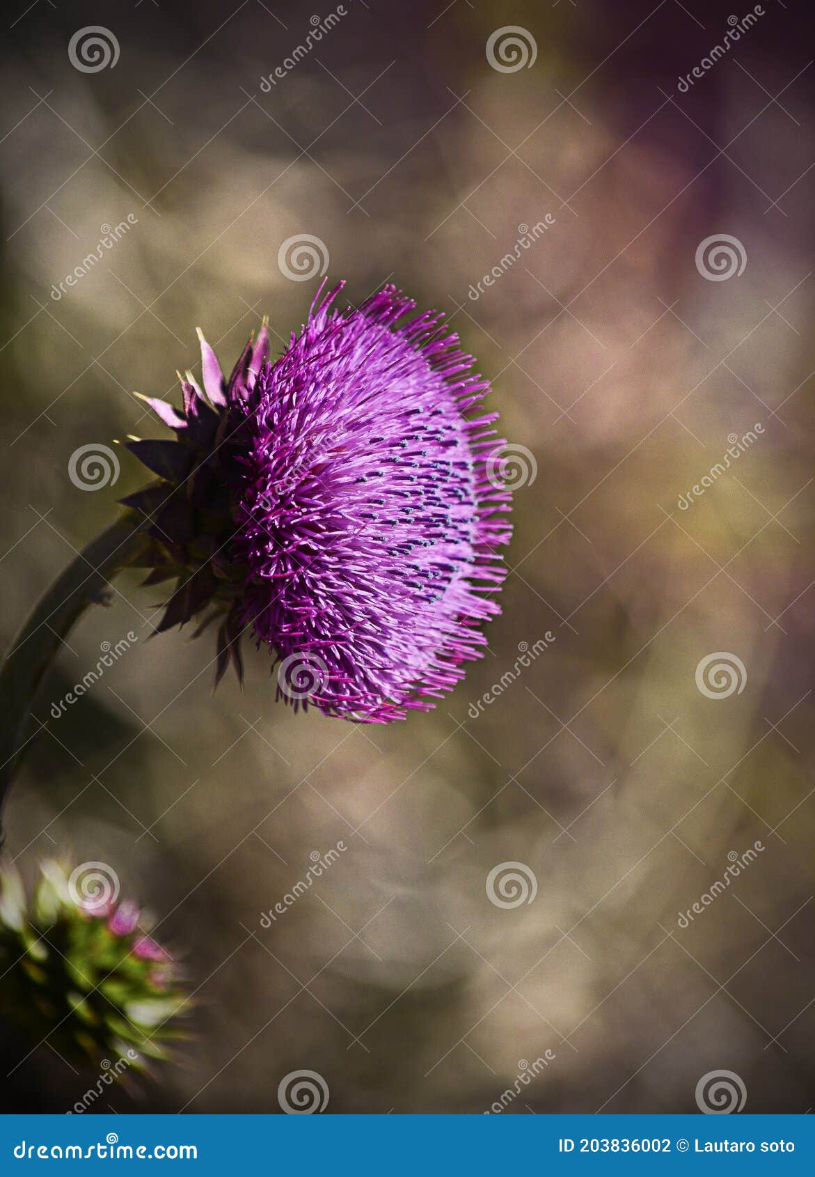 Flor De Cardon Patagonia Argentina Foto de archivo - Imagen de rosa ...