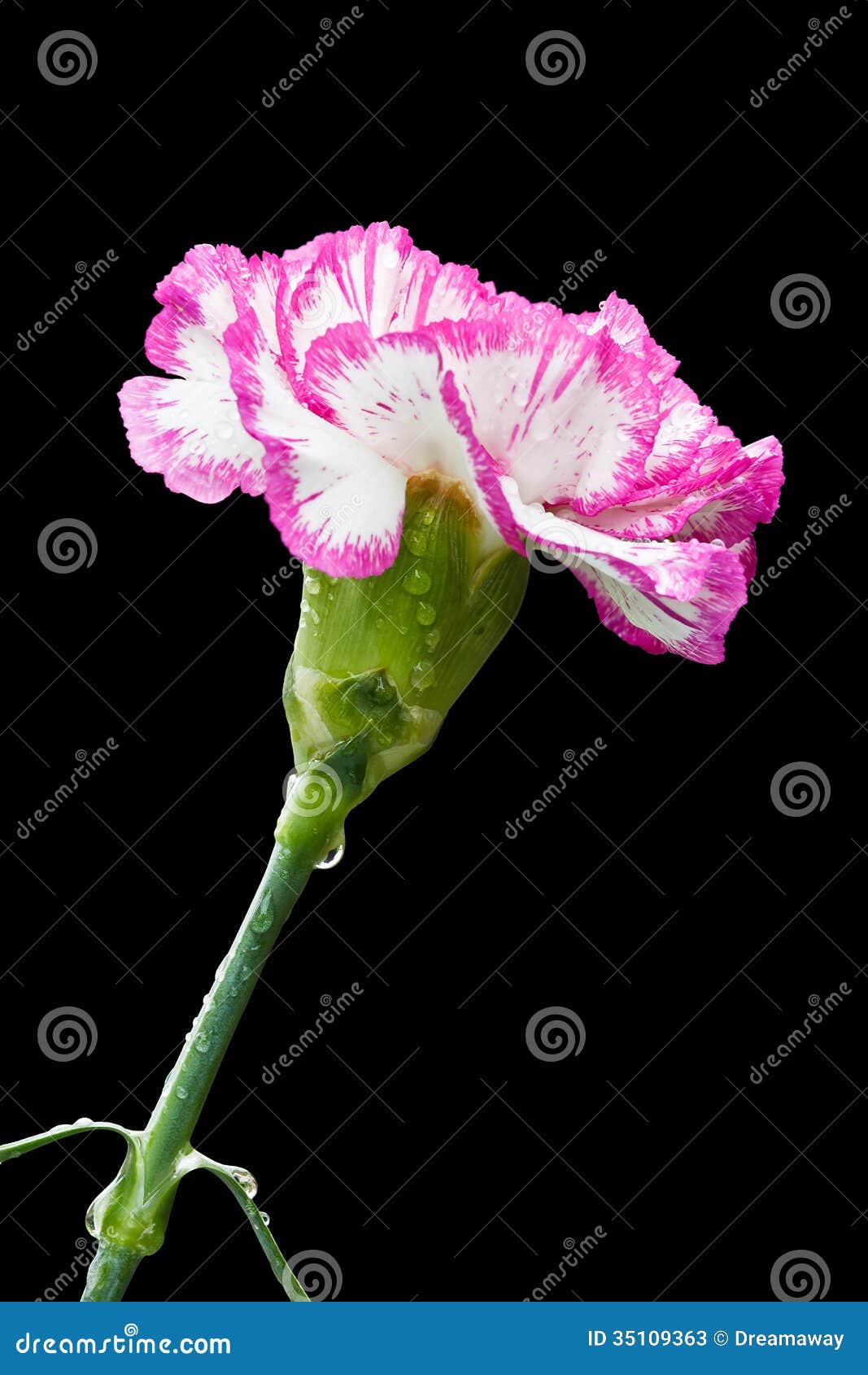 Flor De Carnatoin No Fundo Preto. Imagem de Stock - Imagem de ...