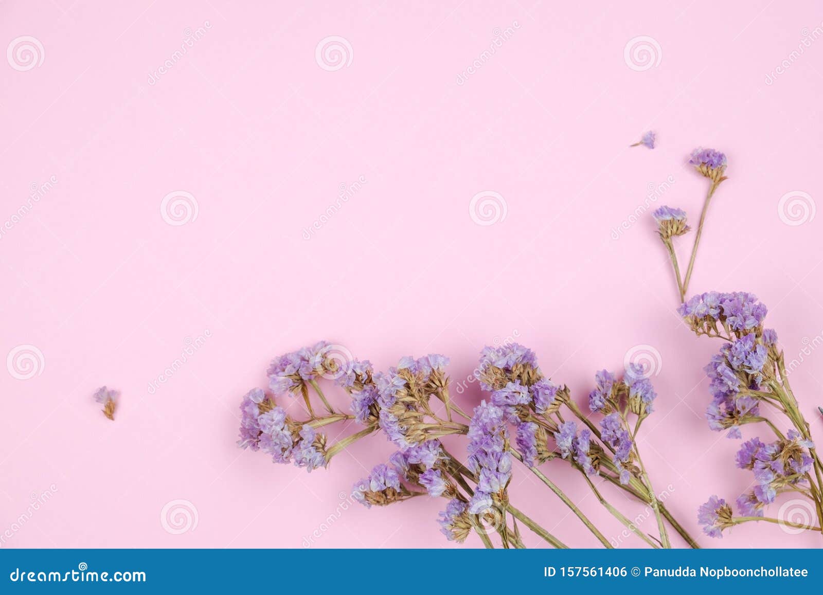 Flor De Caspia Morada De Fondo Rosa Pastel Foto de archivo - Imagen de ...