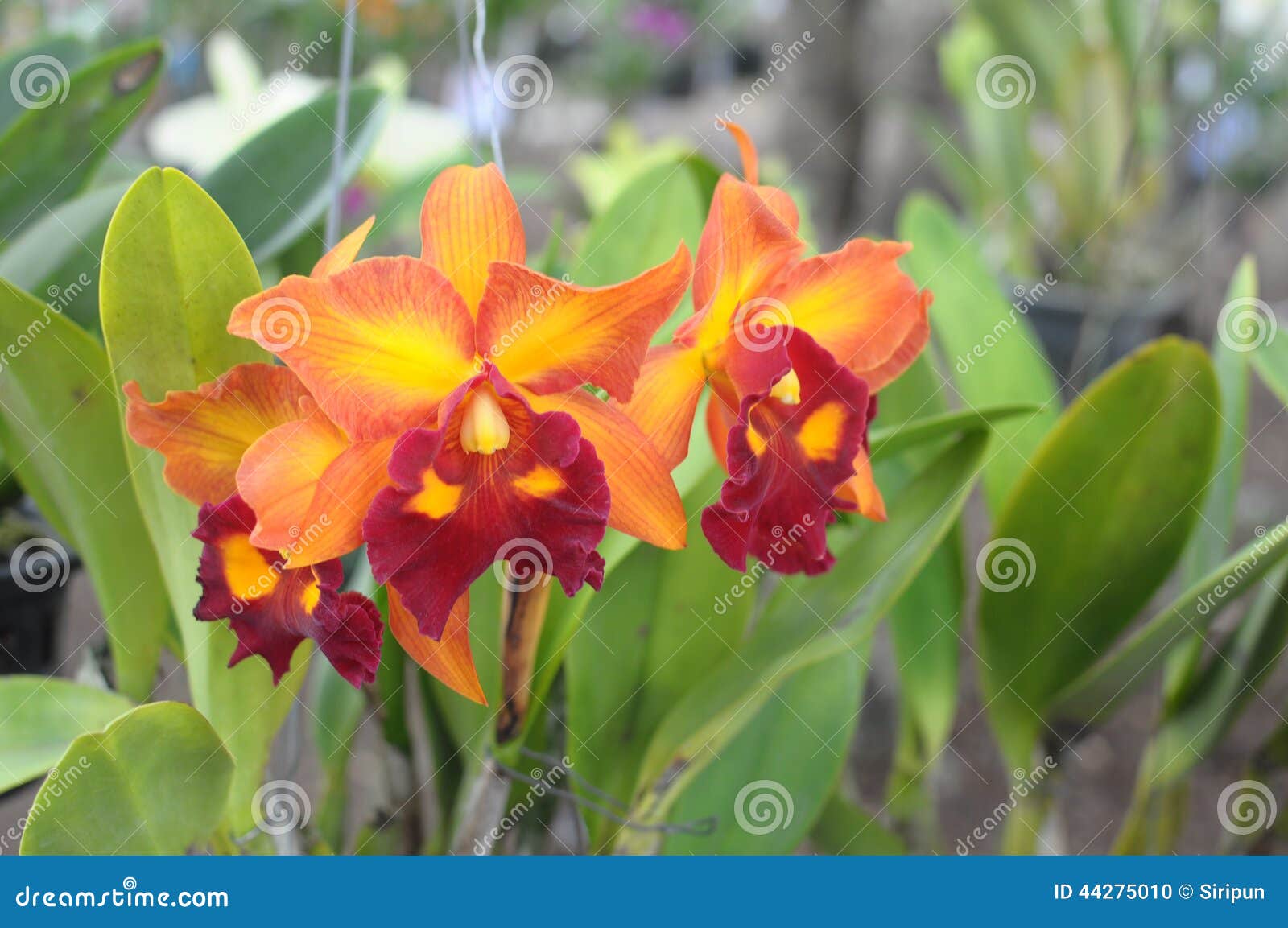 Flor de Cattleya foto de archivo. Imagen de textura, fondo - 44275010