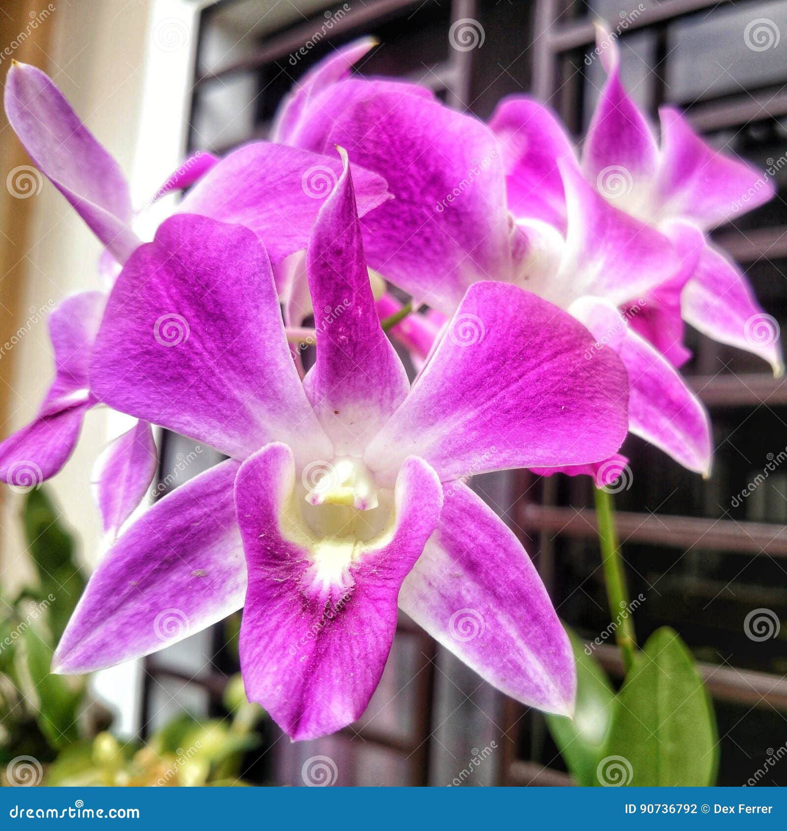 Flor de Cattleya foto de archivo. Imagen de flores, flor - 90736792