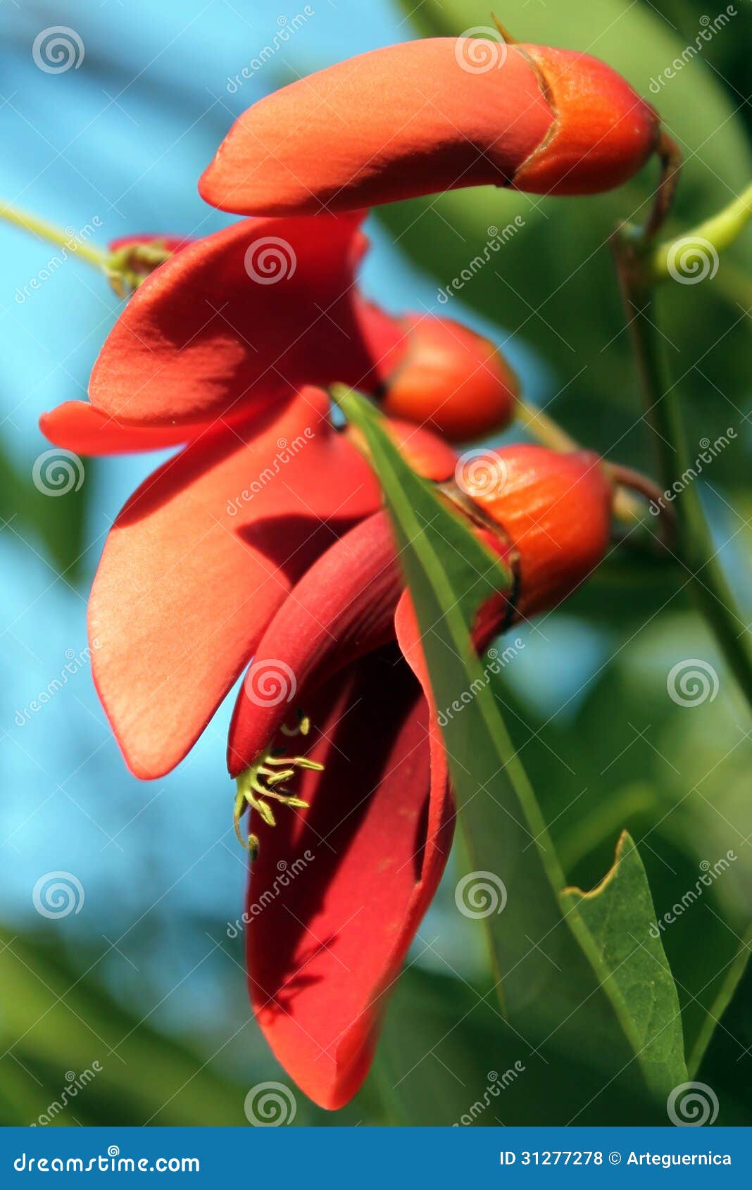Flor de Ceibo foto de archivo. Imagen de flor, wallpaper - 31277278