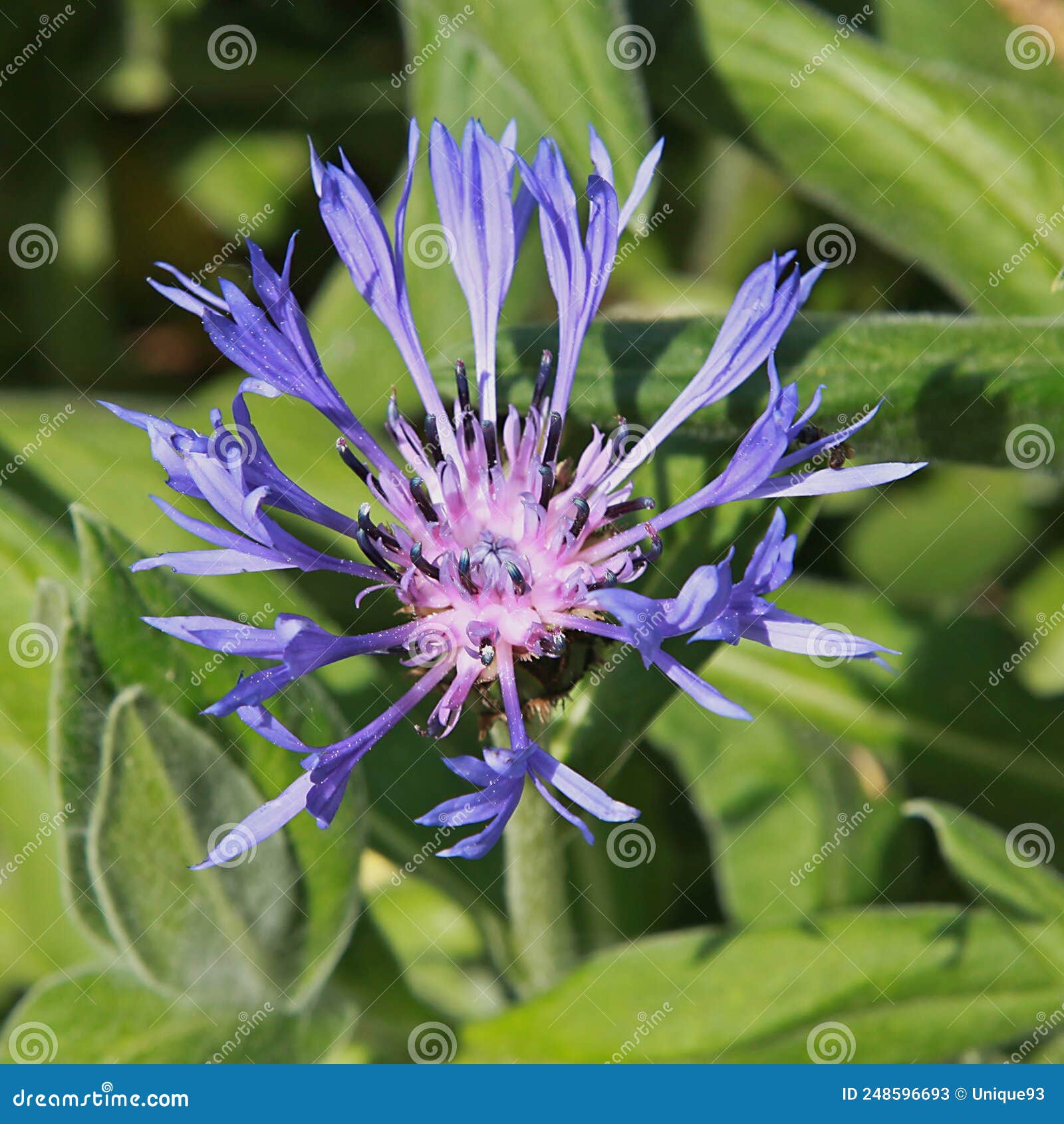 Flor de centaurea azul imagen de archivo. Imagen de cierre - 248596693