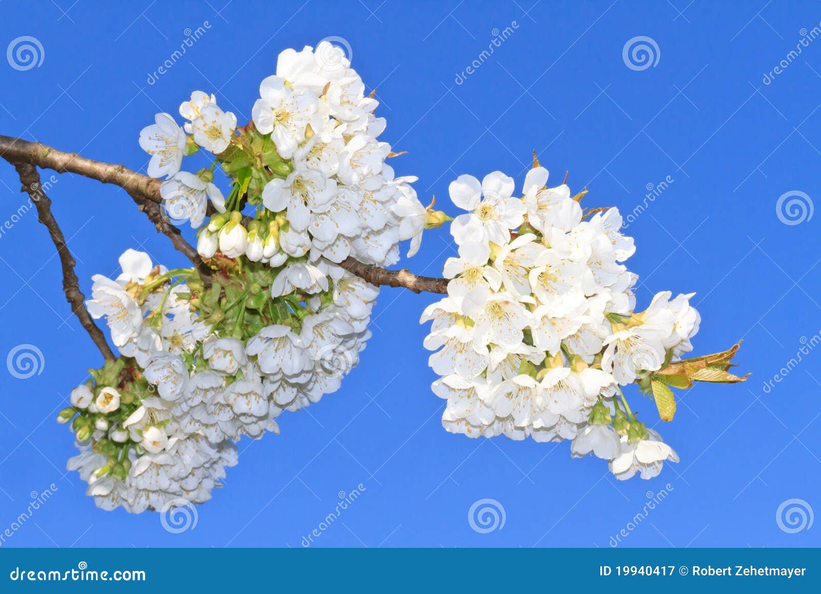 Flor de cereja imagem de stock. Imagem de folha, cereja - 19940417