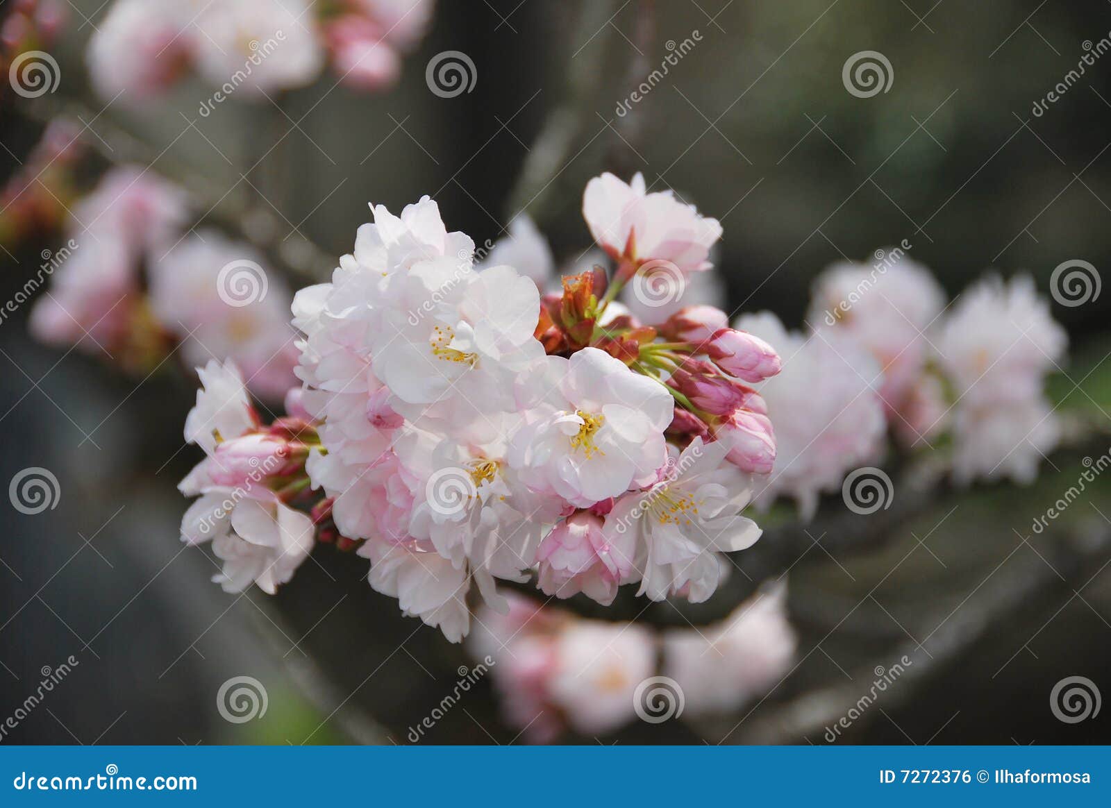 Flor de cereja foto de stock. Imagem de flor, exterior - 7272376