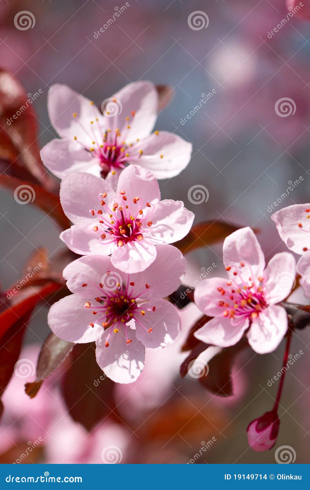 Flor de cereja cor-de-rosa foto de stock. Imagem de botânica - 19149714