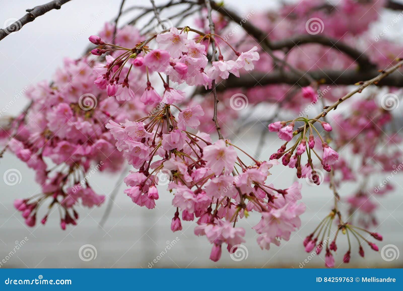 Flor de cereja cor-de-rosa imagem de stock. Imagem de verde - 84259763