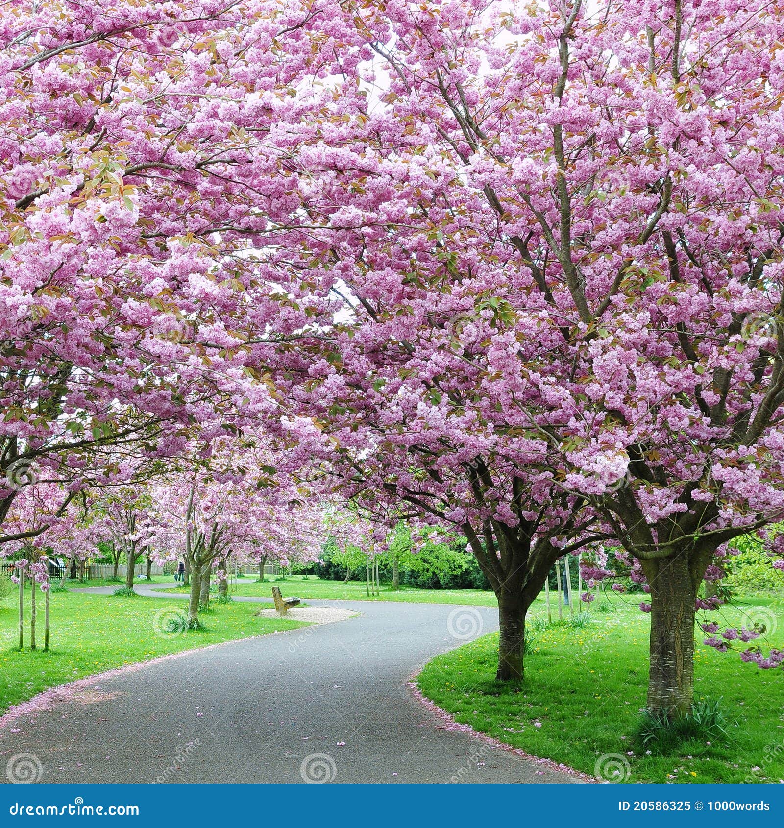 Flor De Cereja Em Um Jardim Imagem de Stock - Imagem de flores, fundo ...