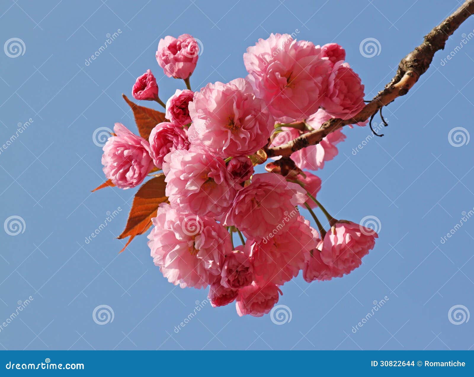 Flor De Cerejeira Cor-de-rosa Foto de Stock - Imagem de filial, céu ...