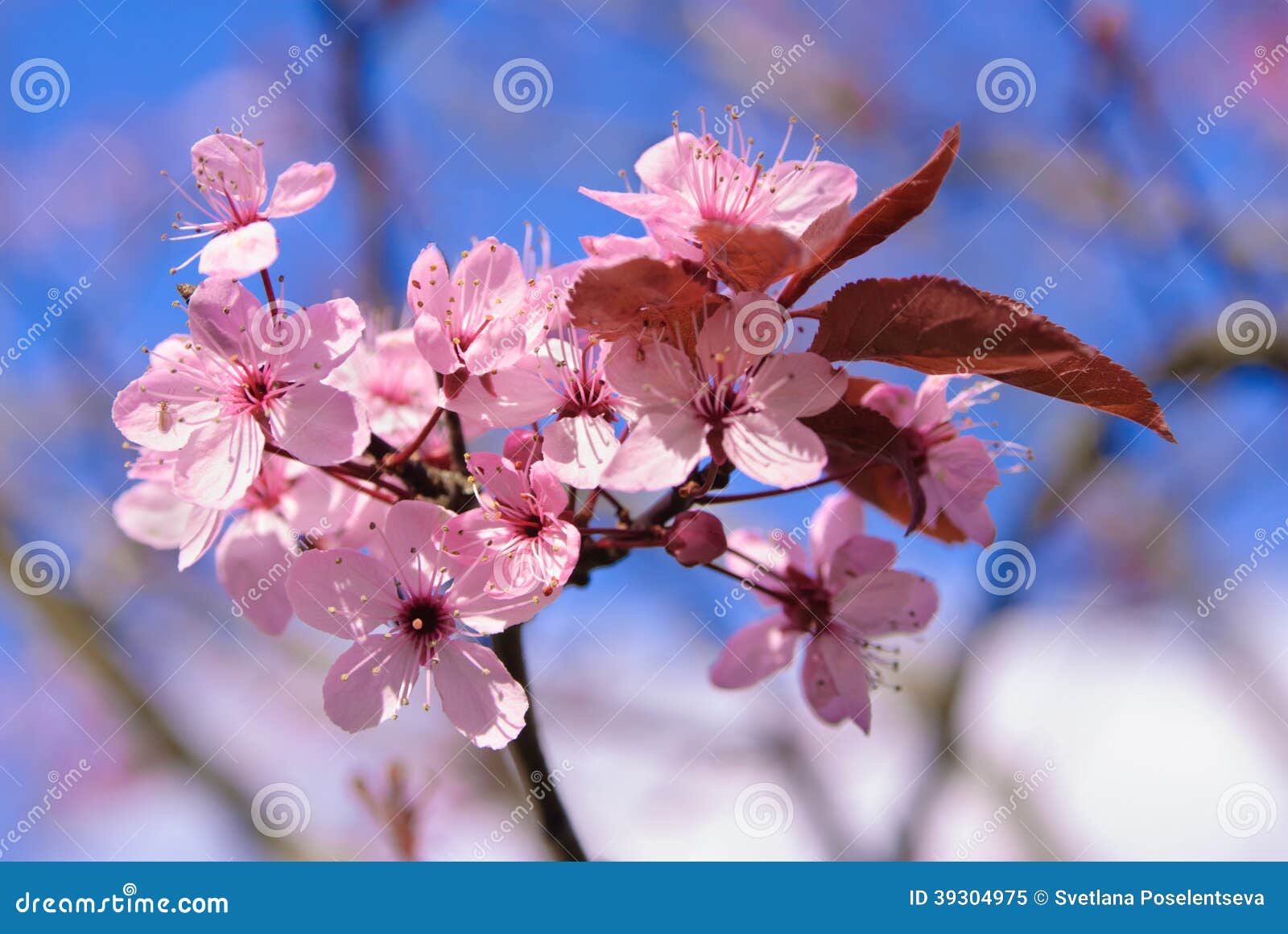 Flor De Cerejeira Cor-de-rosa Imagem de Stock - Imagem de beleza ...