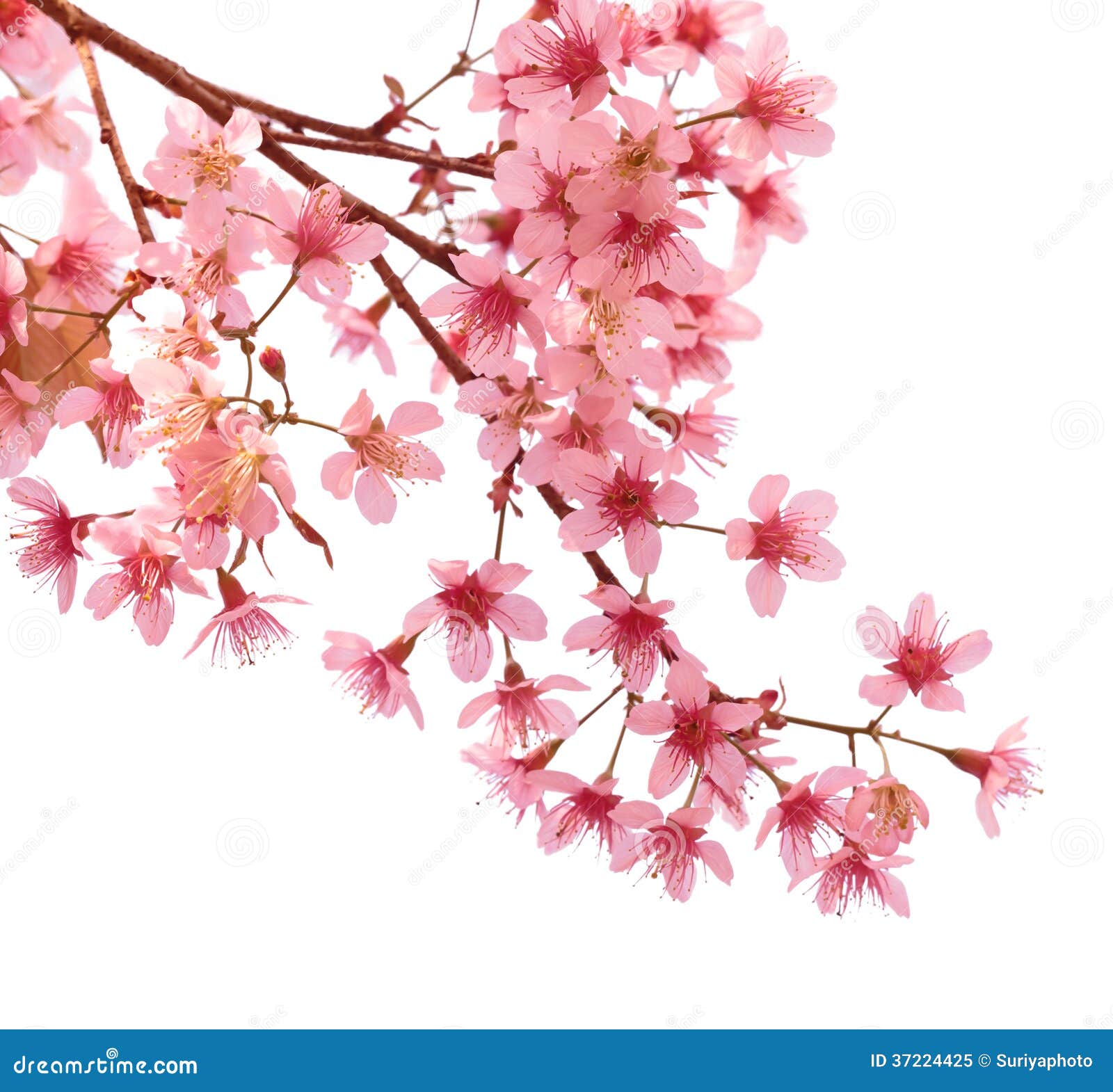 Flor De Cerejeira Cor-de-rosa Sakura Imagem de Stock - Imagem de curva ...
