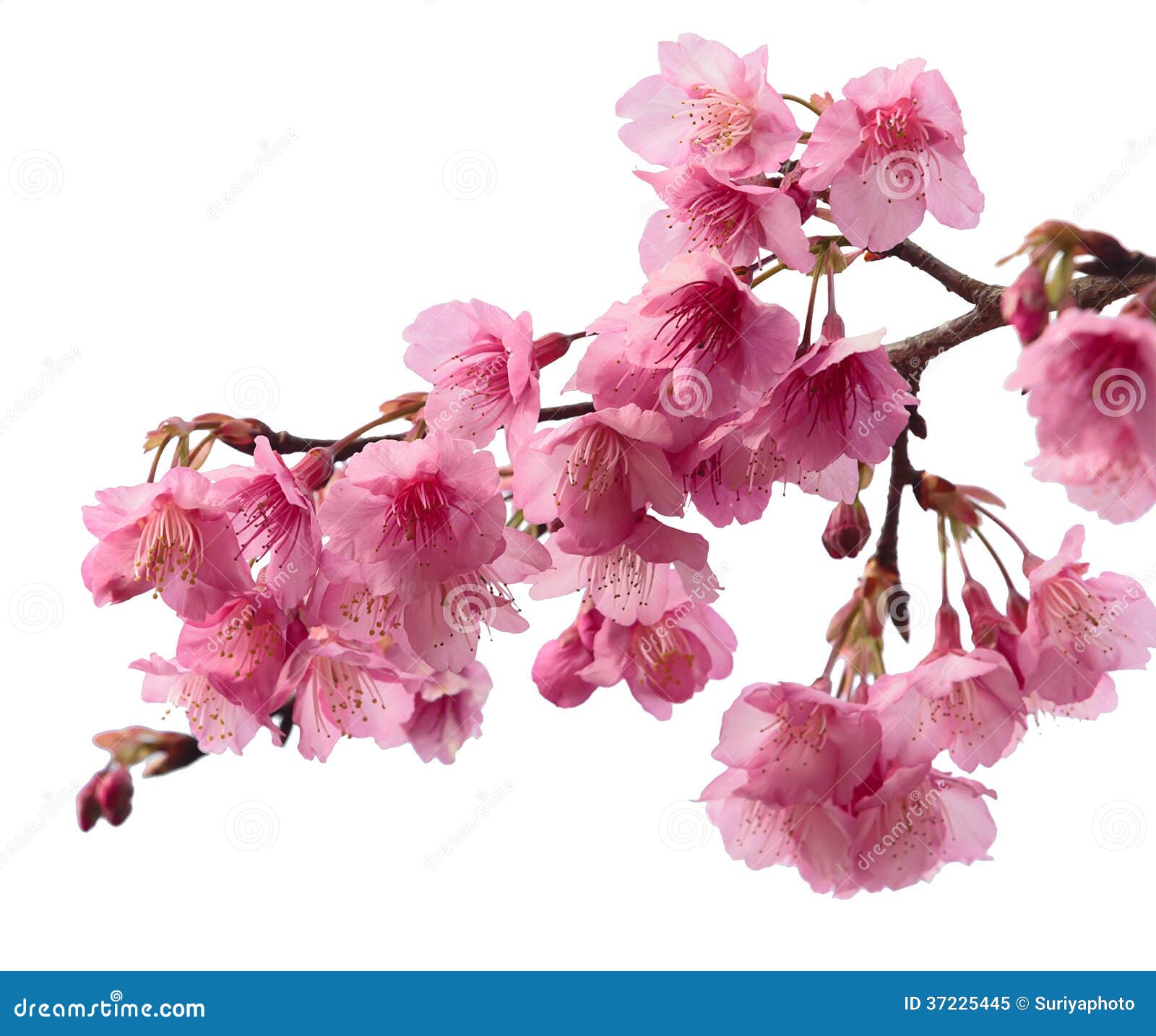 Flor De Cerejeira Cor-de-rosa Sakura Imagem de Stock - Imagem de galho ...