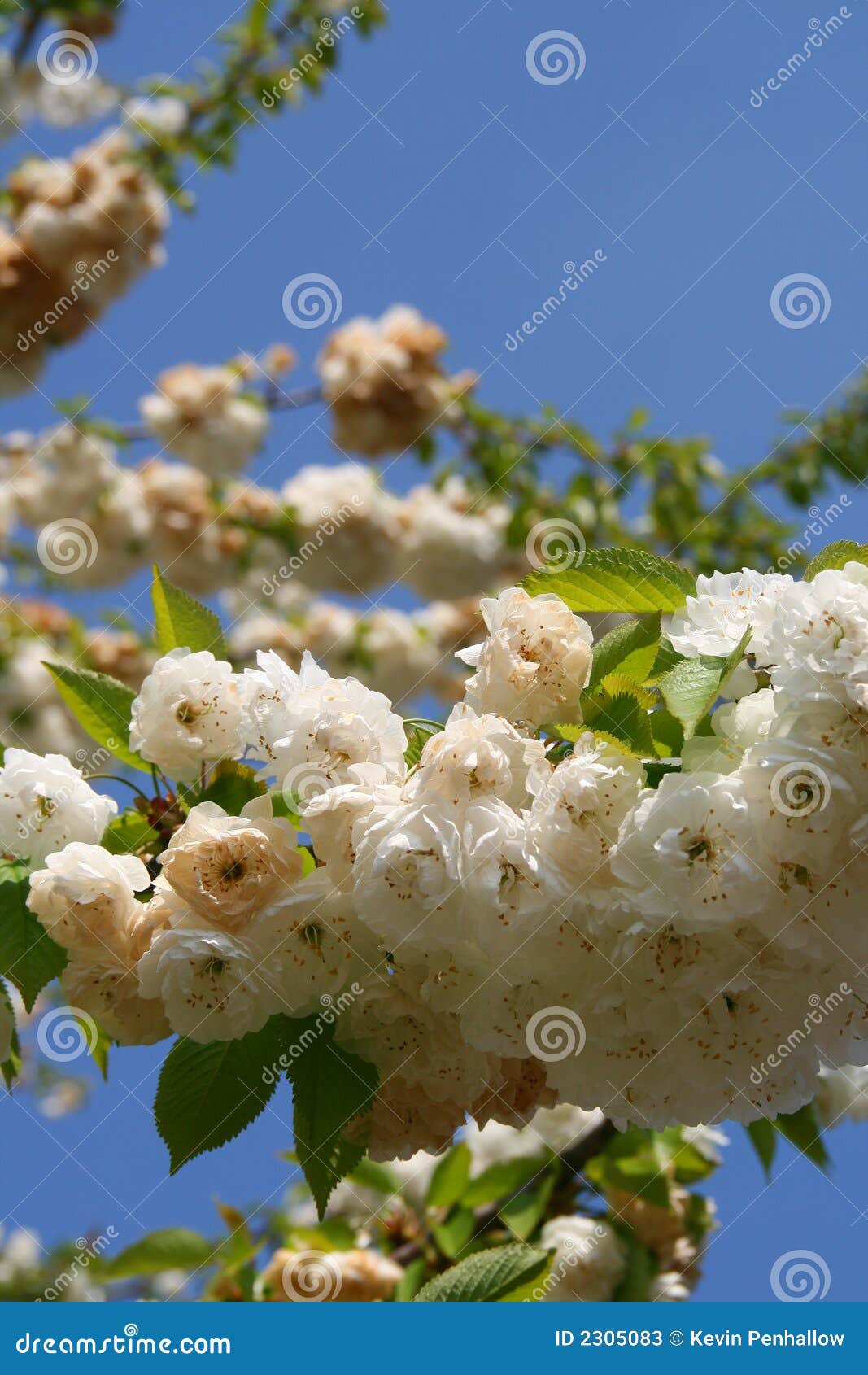 Cherry Blossom imagen de archivo. Imagen de cereza, pétalos - 2305083