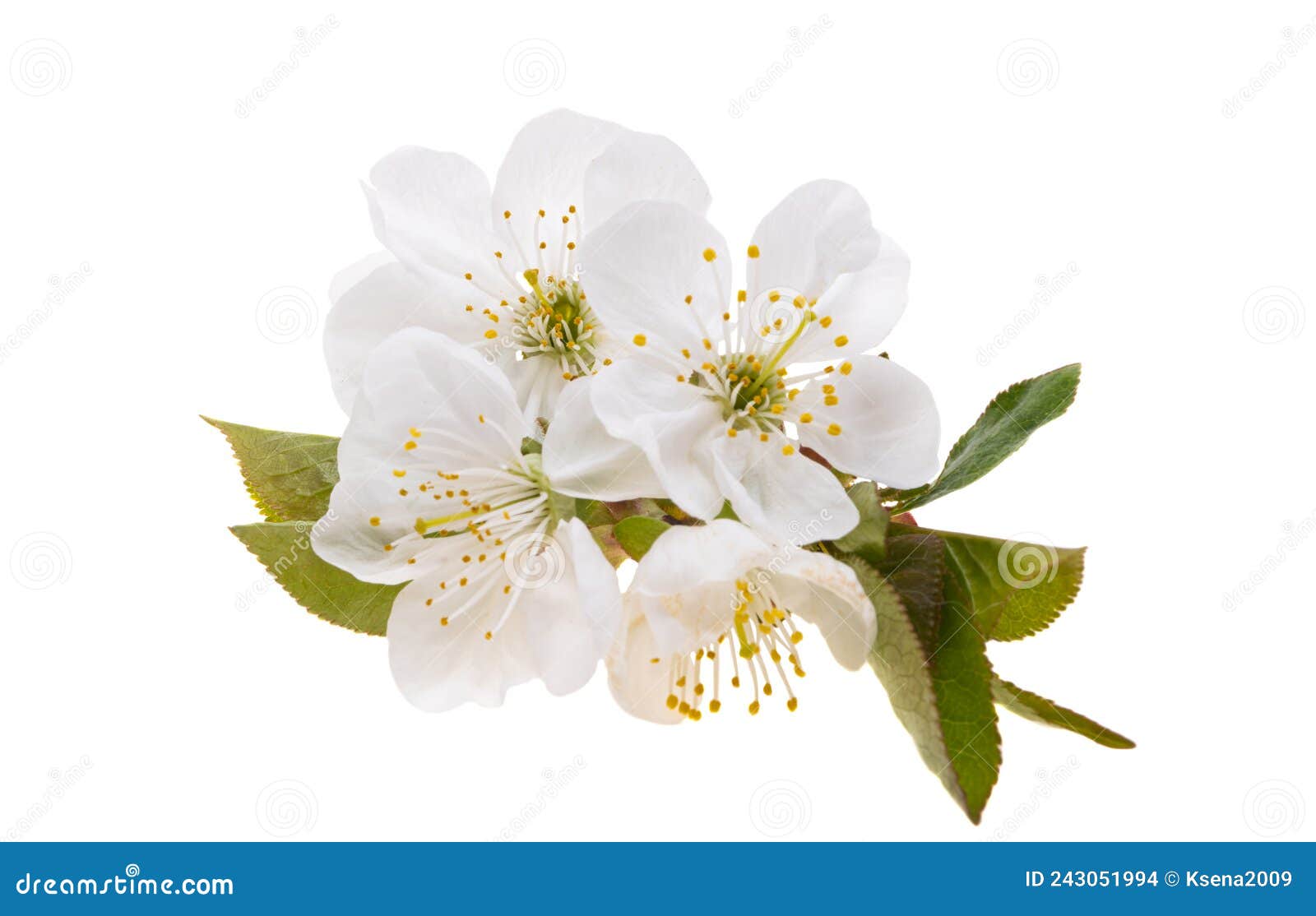 Flor de cerezo aislada foto de archivo. Imagen de pétalo - 243051994