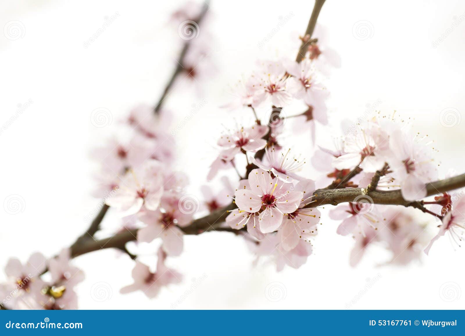 Flor de cerezo en una rama imagen de archivo. Imagen de hoja - 53167761