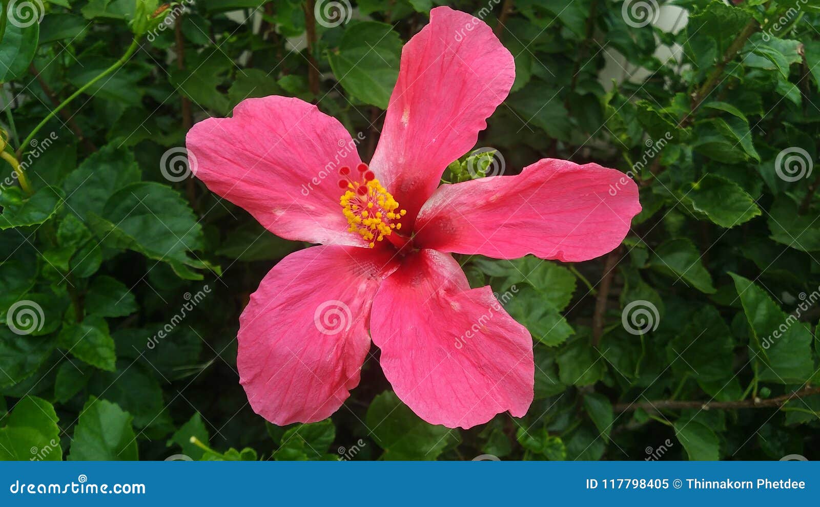 Flor de Chaba, hibiscus imagem de stock. Imagem de tailandês - 117798405