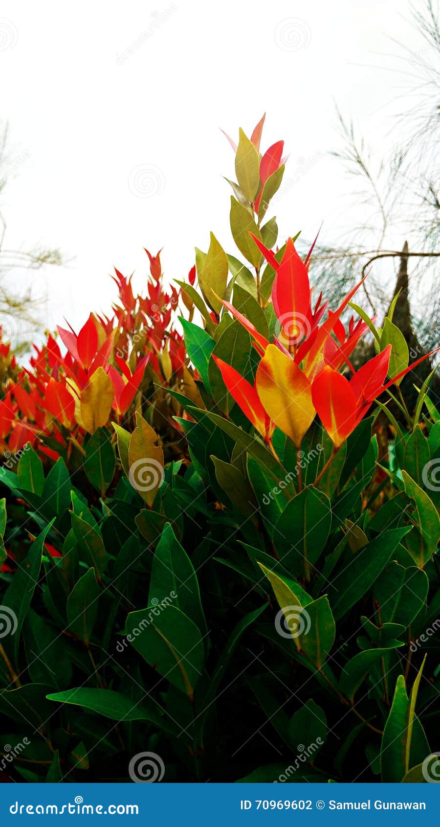 Flor de chama foto de stock. Imagem de plantas, flor - 70969602