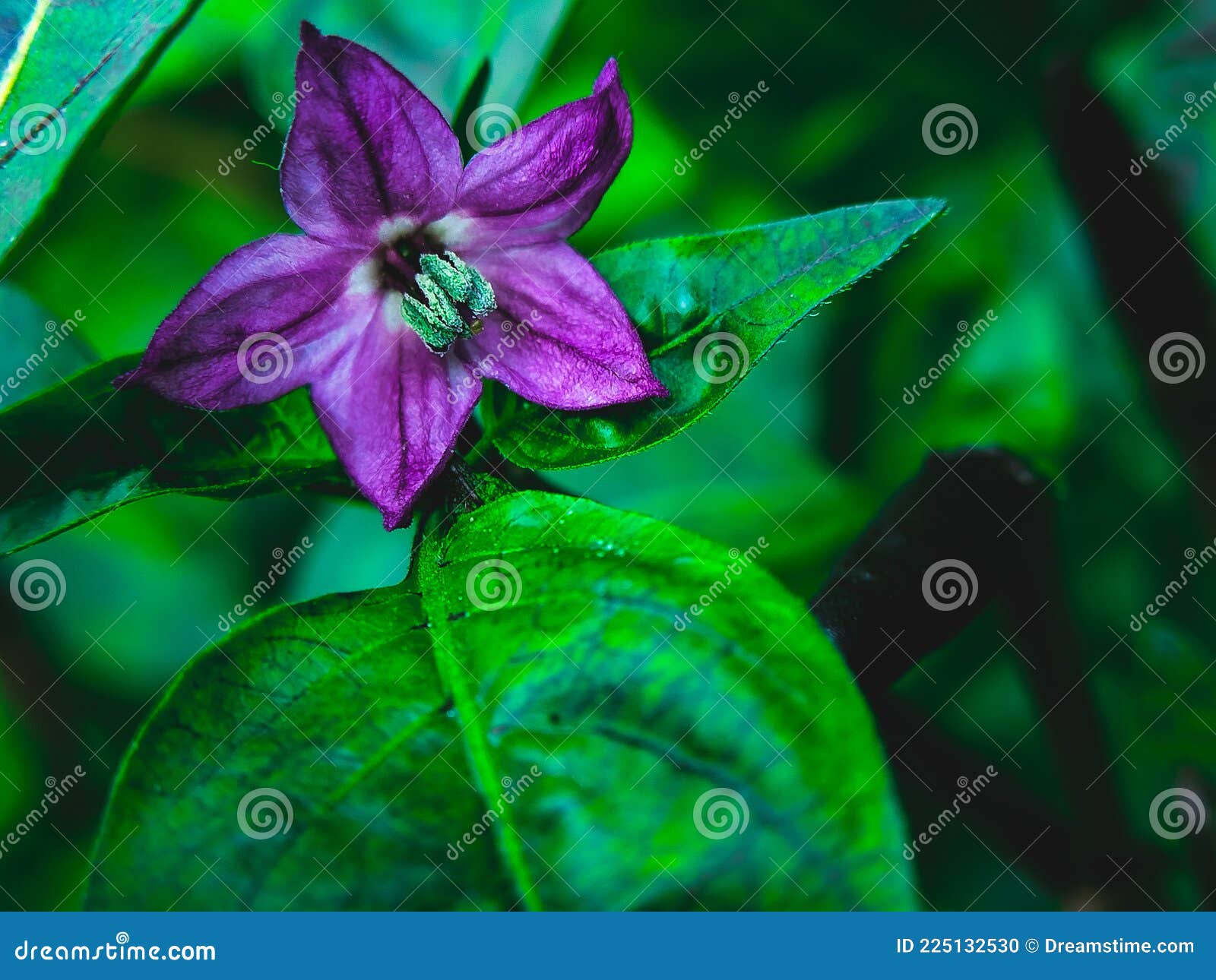 Flor de chile foto de archivo. Imagen de cubo, flor - 225132530