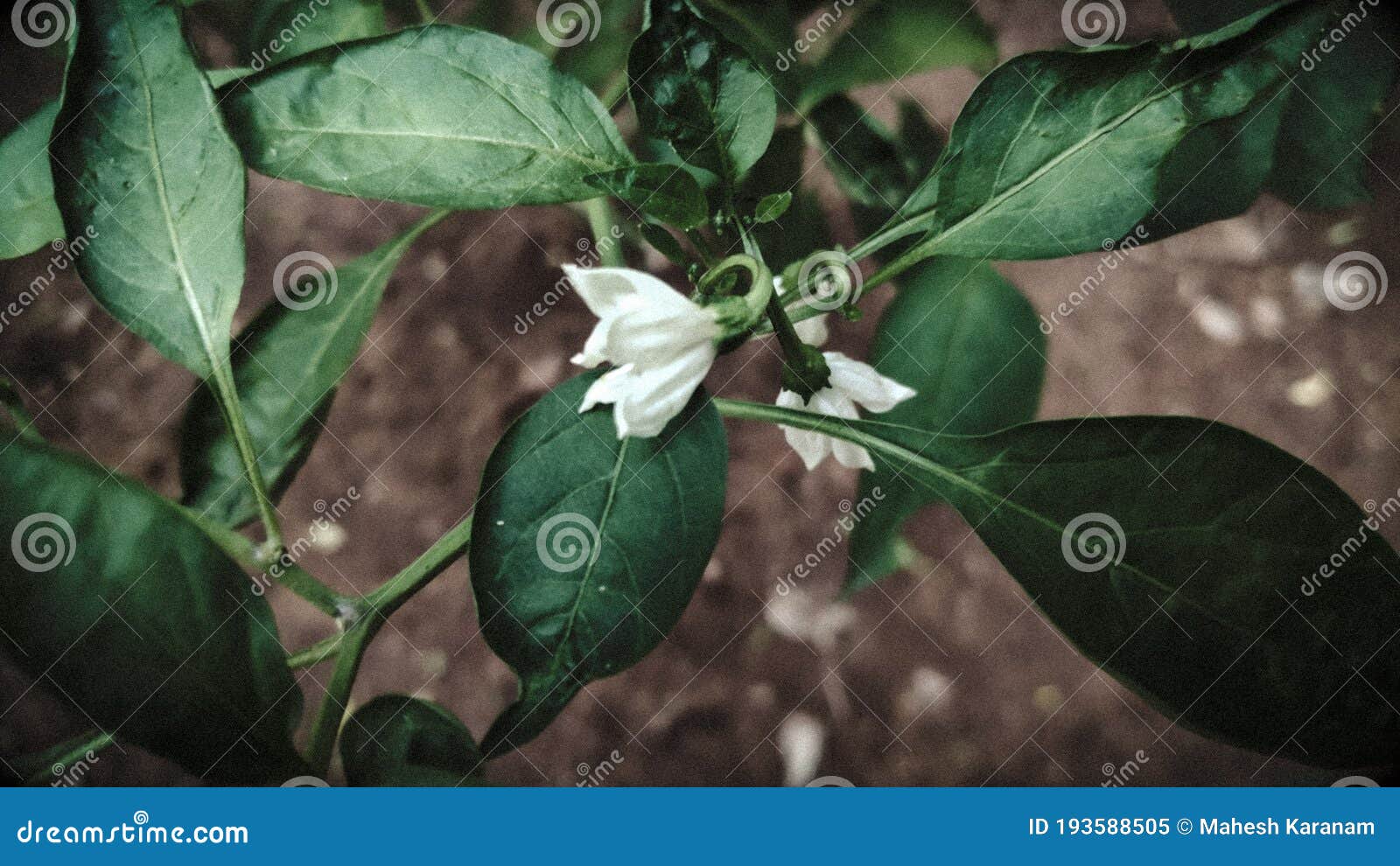 Flor De Chile Verde Capsicum Con Hojas Verdes Imagen de archivo ...