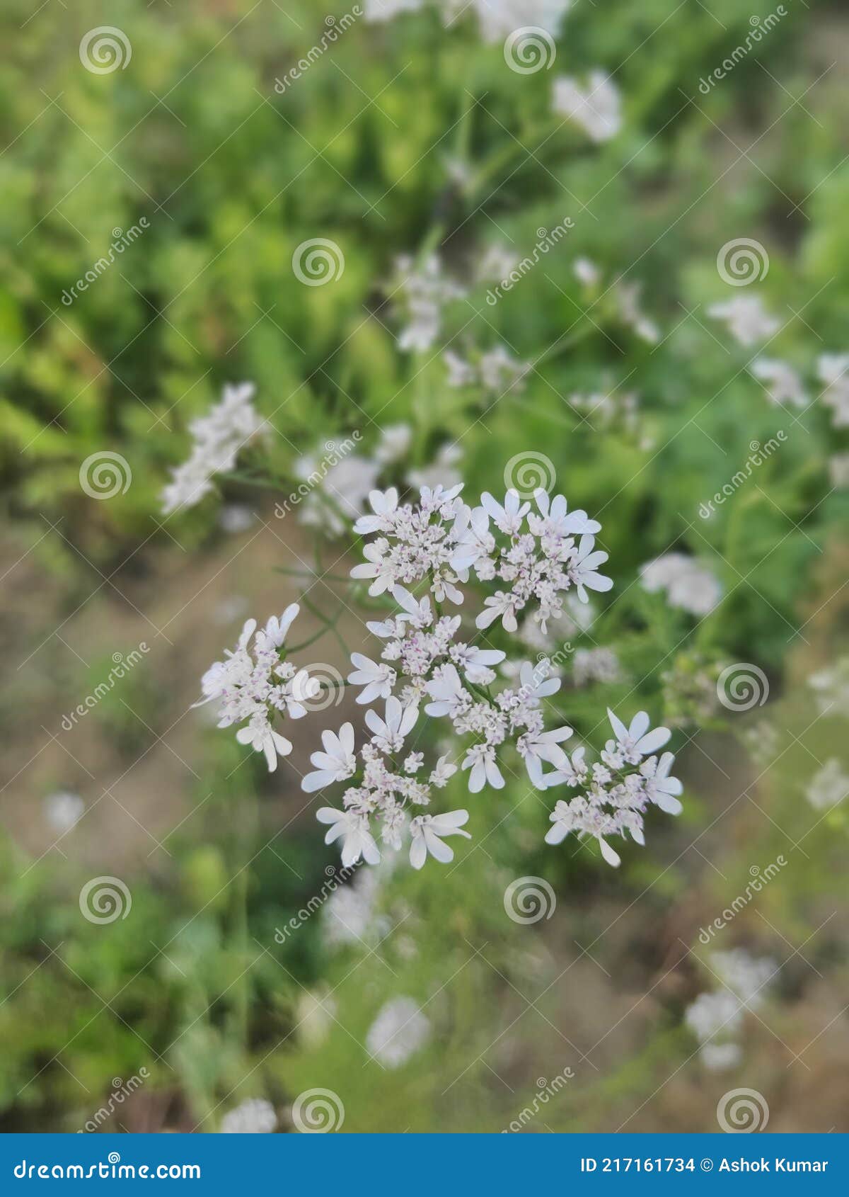 Flor de cilantro foto de archivo. Imagen de planta, arbusto - 217161734