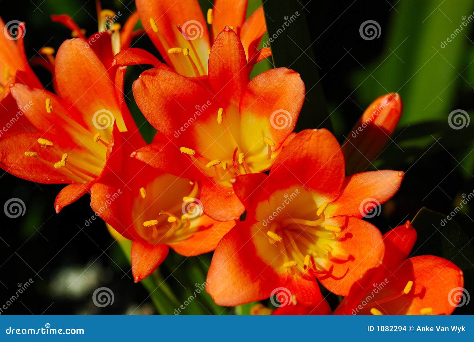 Flor de Clivia Miniata foto de archivo. Imagen de flores - 1082294