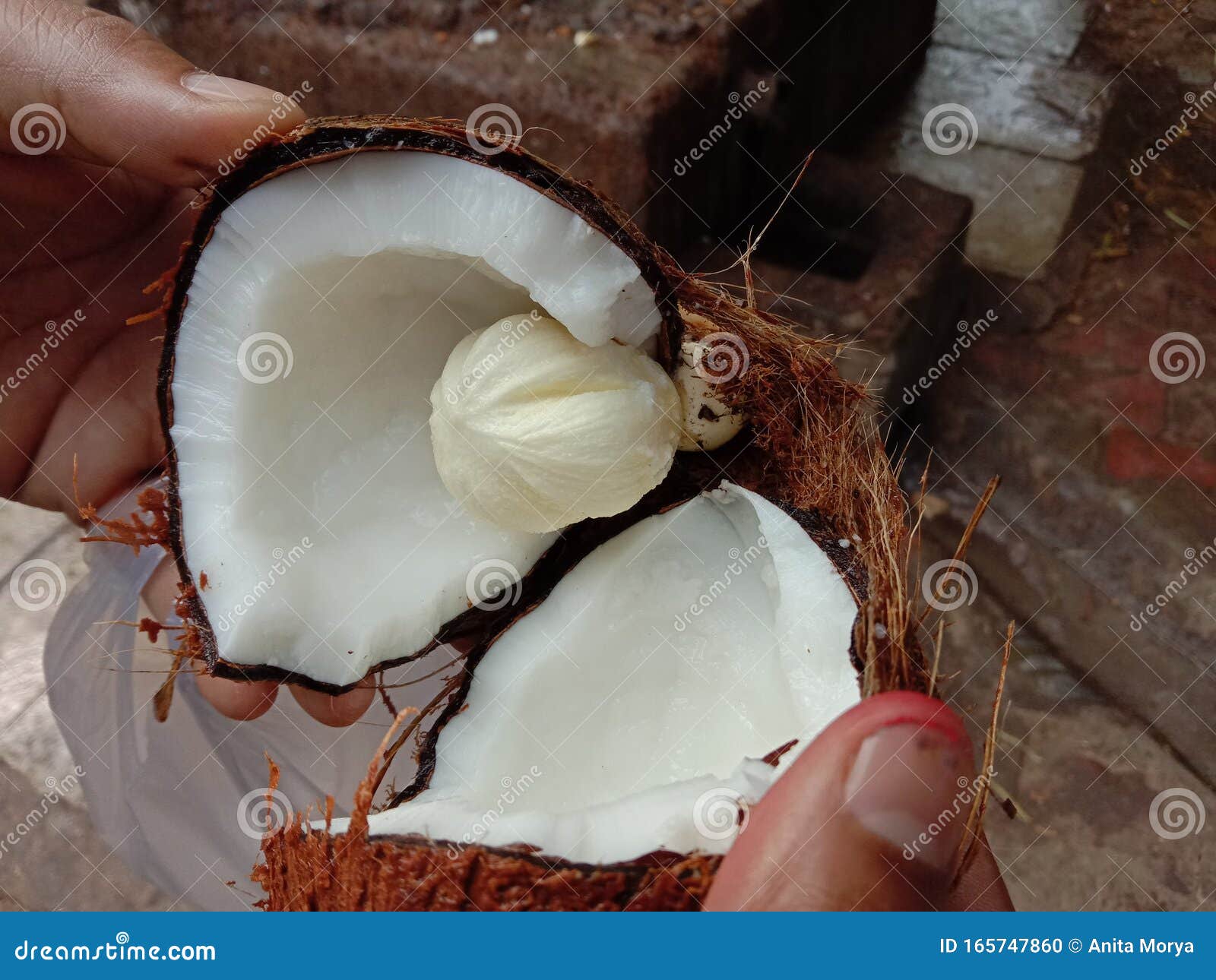 Flor De Coco Dentro Da Casca Foto de Stock - Imagem de flor, maduro ...